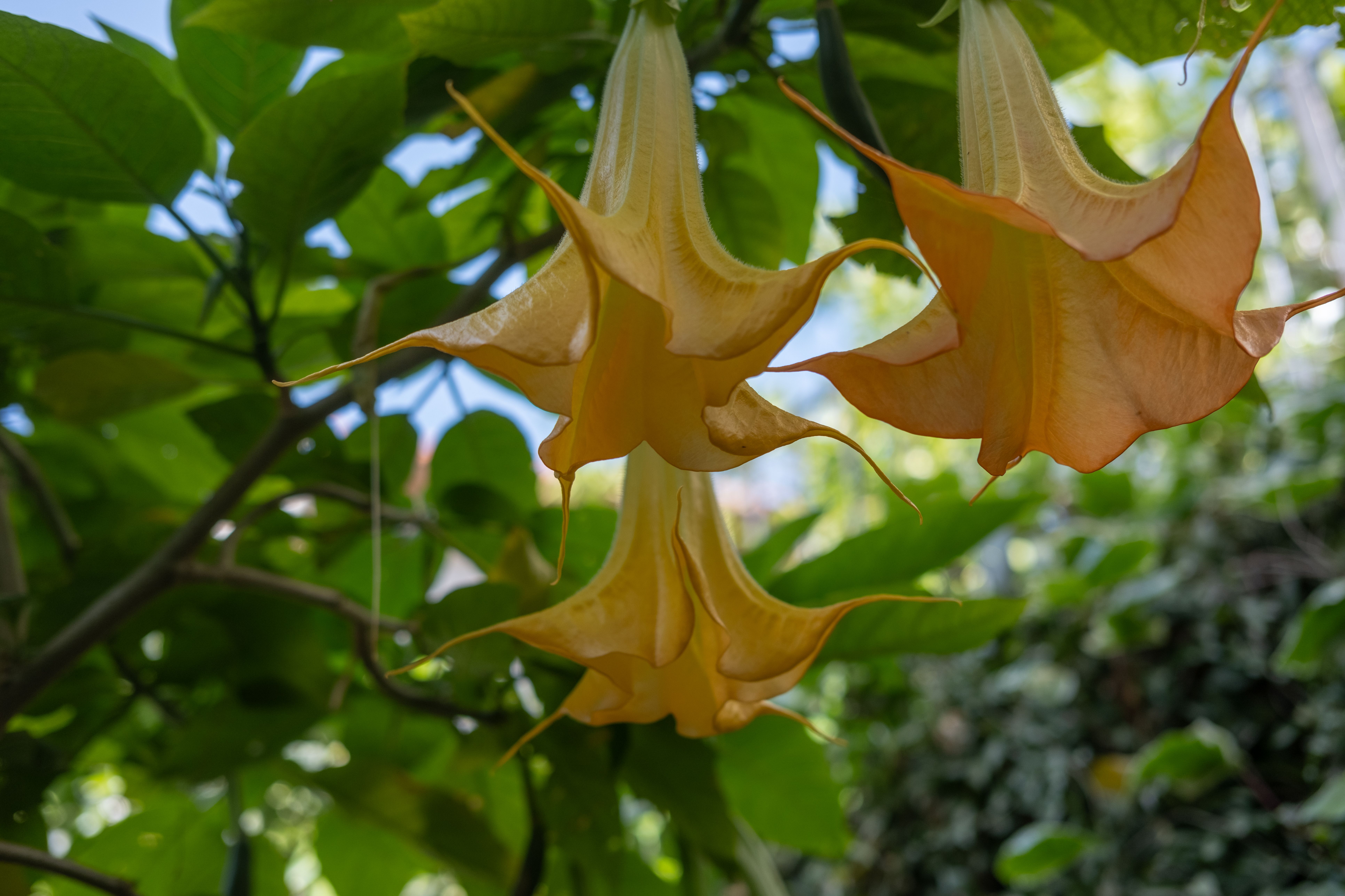 Golden Angels Trumpets in Close Up · Free Stock Photo