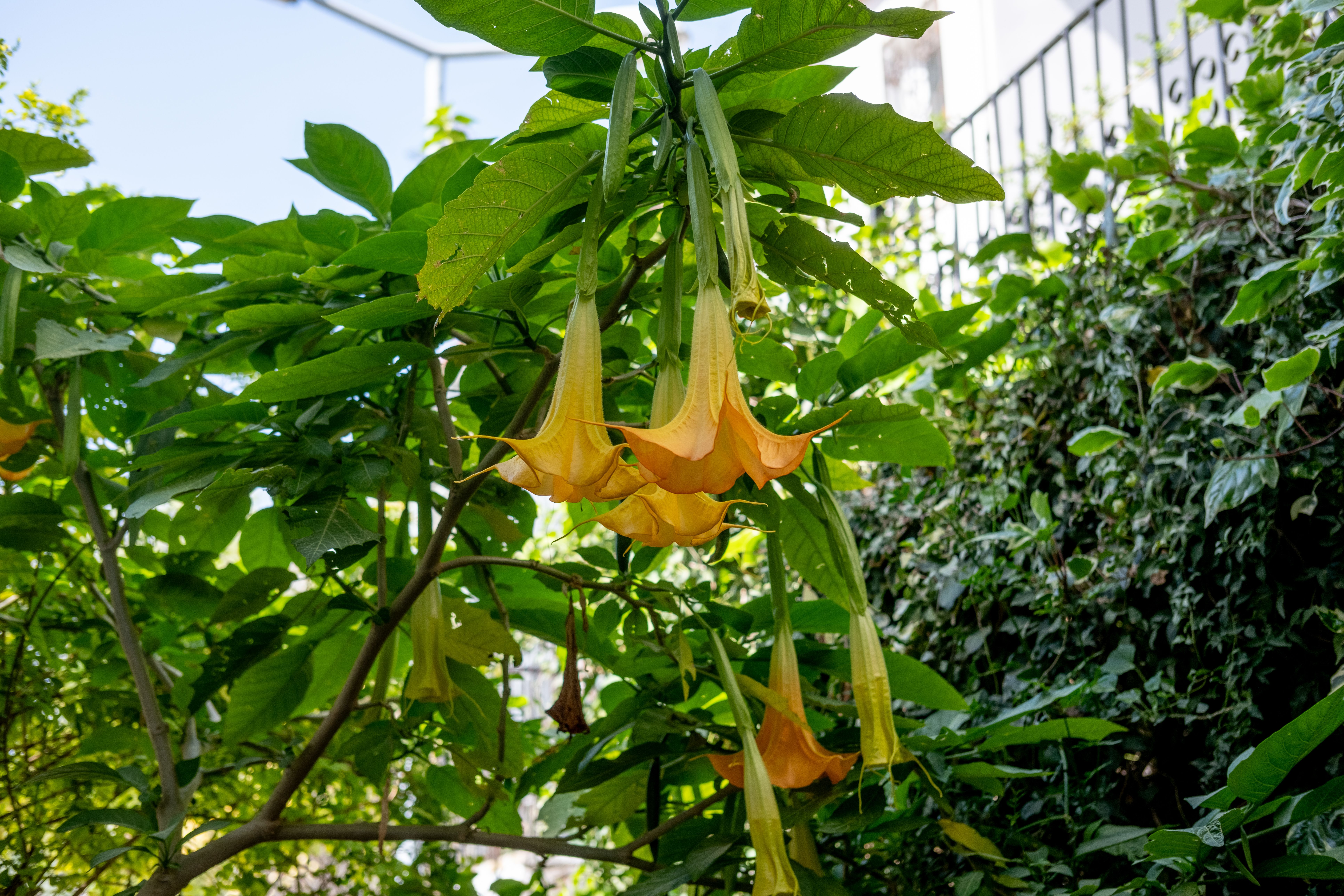 Blooming Golden Angels Trumpets · Free Stock Photo
