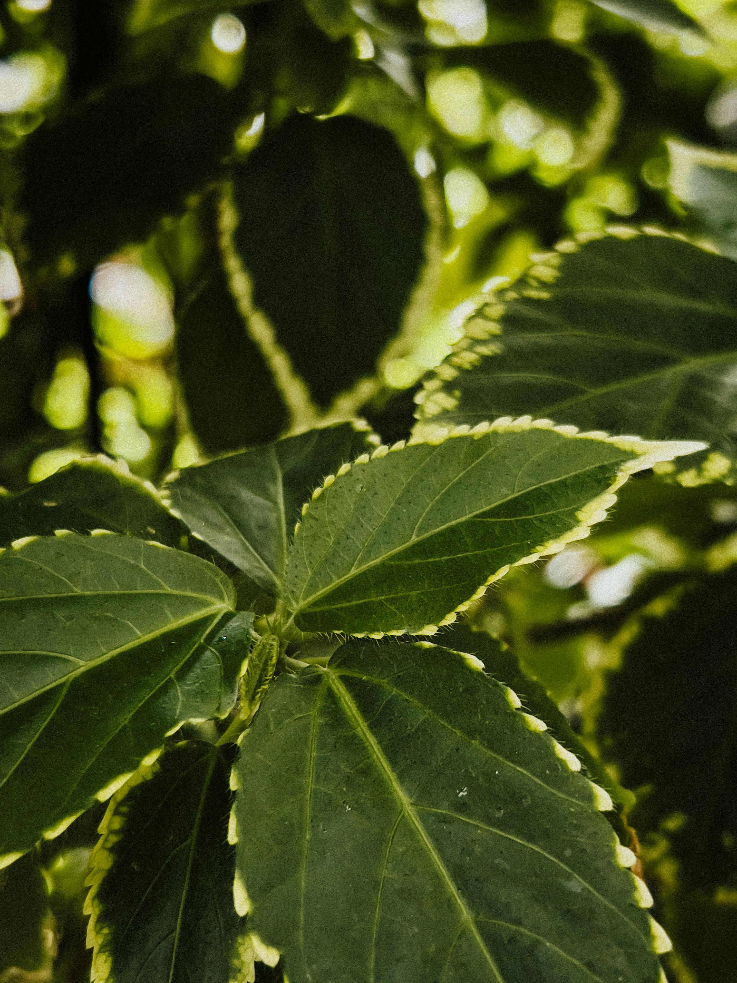 Closeup of Copperleaf Leaves · Free Stock Photo