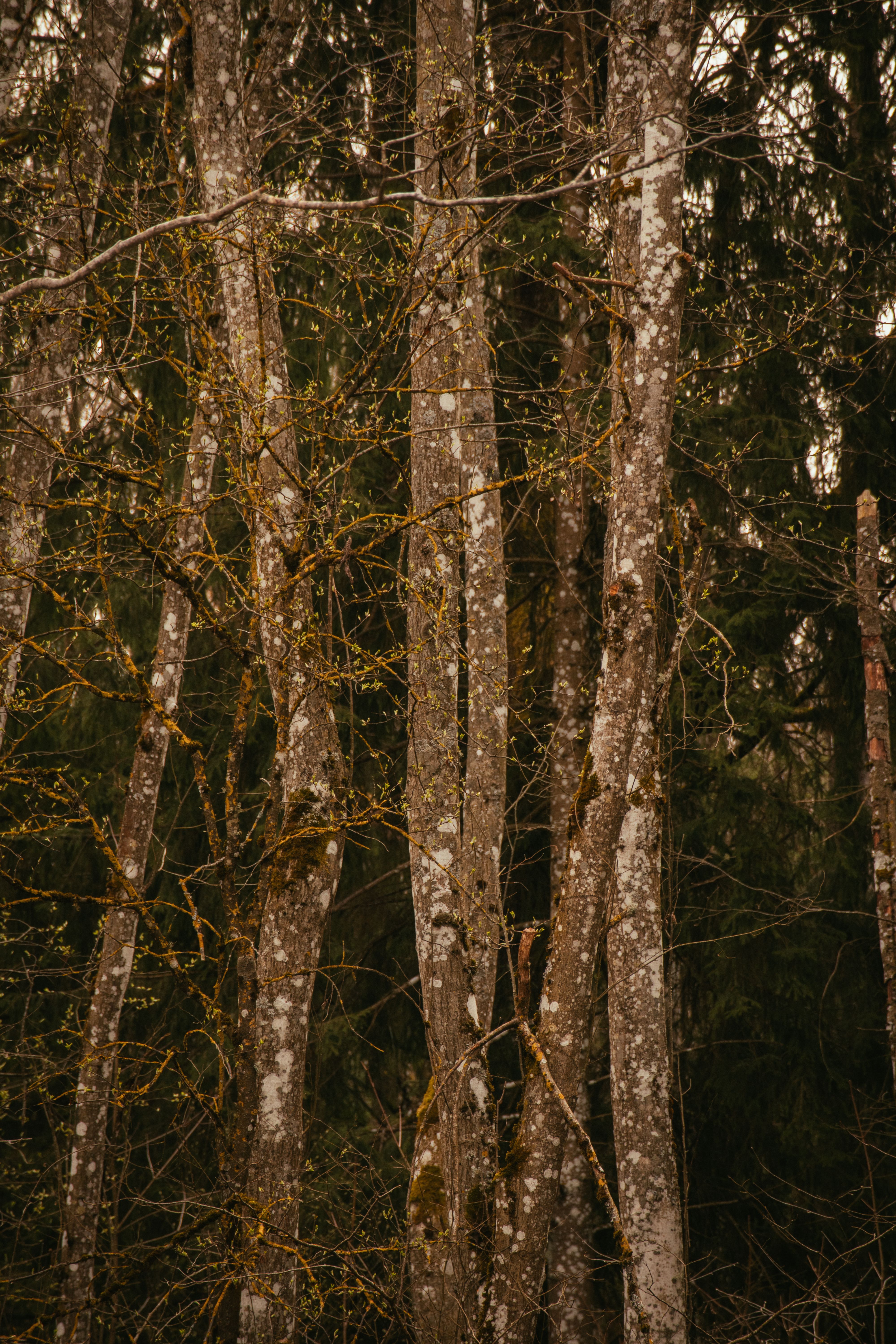 A couple is standing in front of a forest · Free Stock Photo