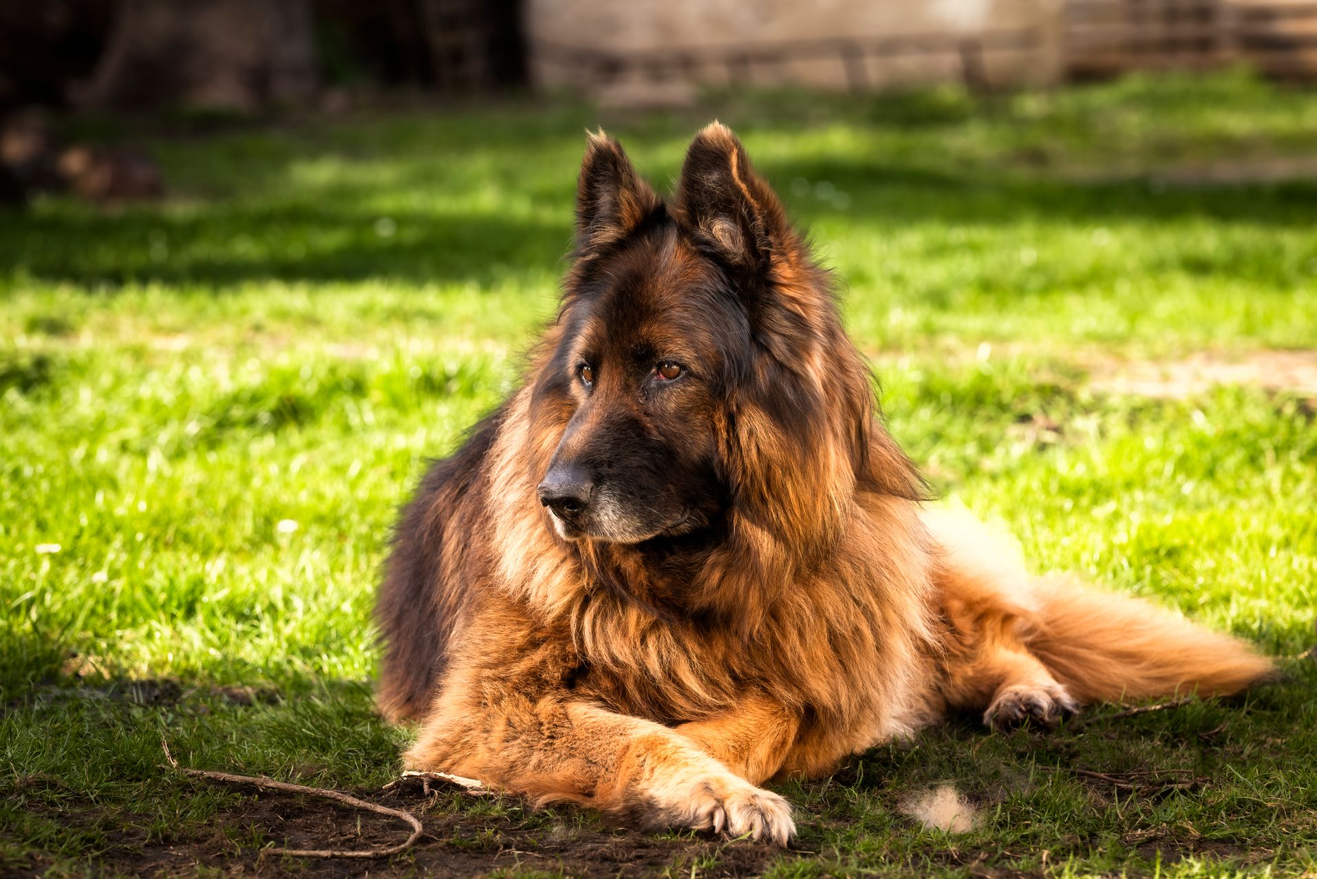 DDR German Shepherds: Traits, History, and Care Tips