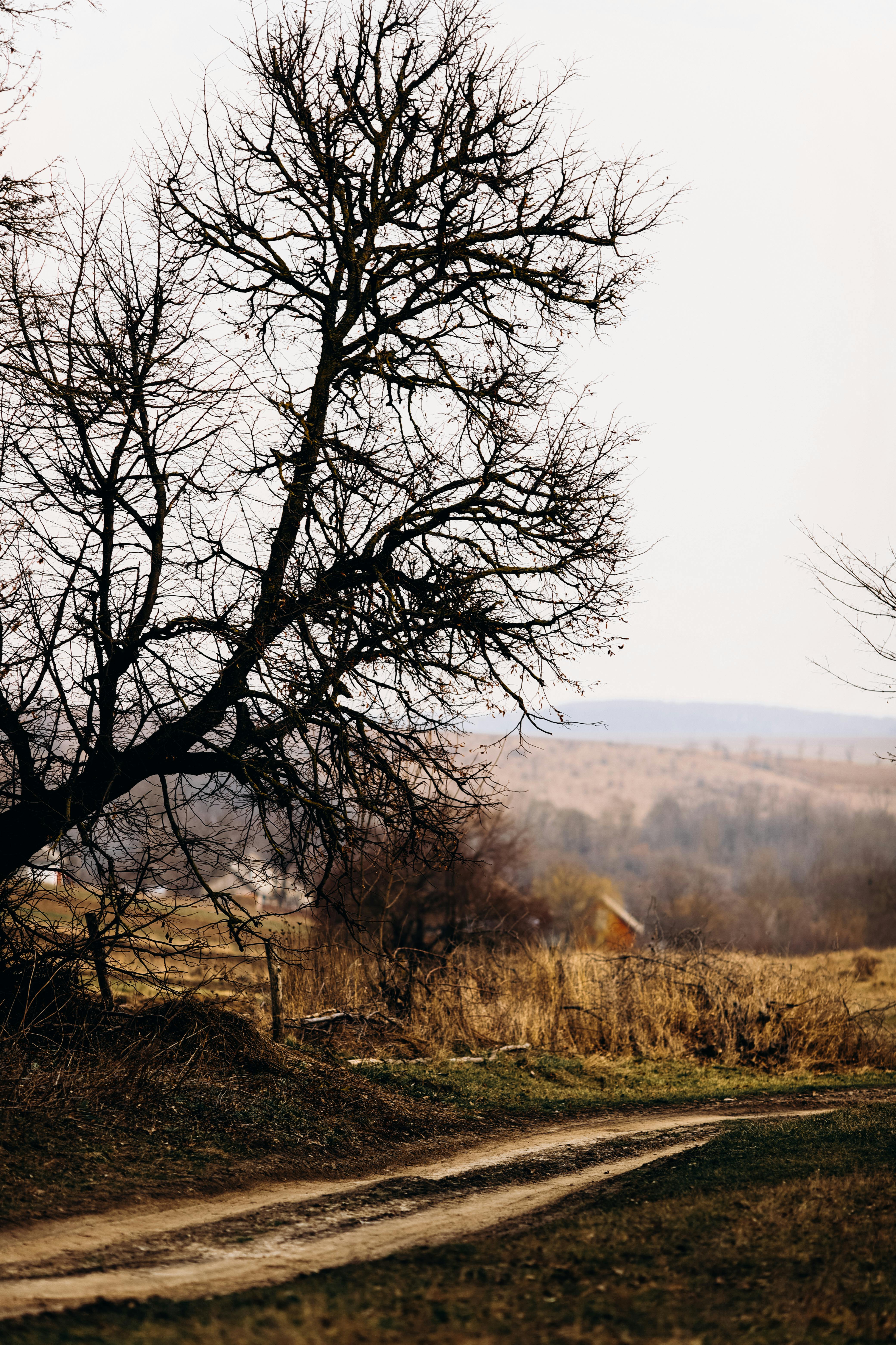 Leafless trees on meadow under light sky in countryside · Free Stock Photo