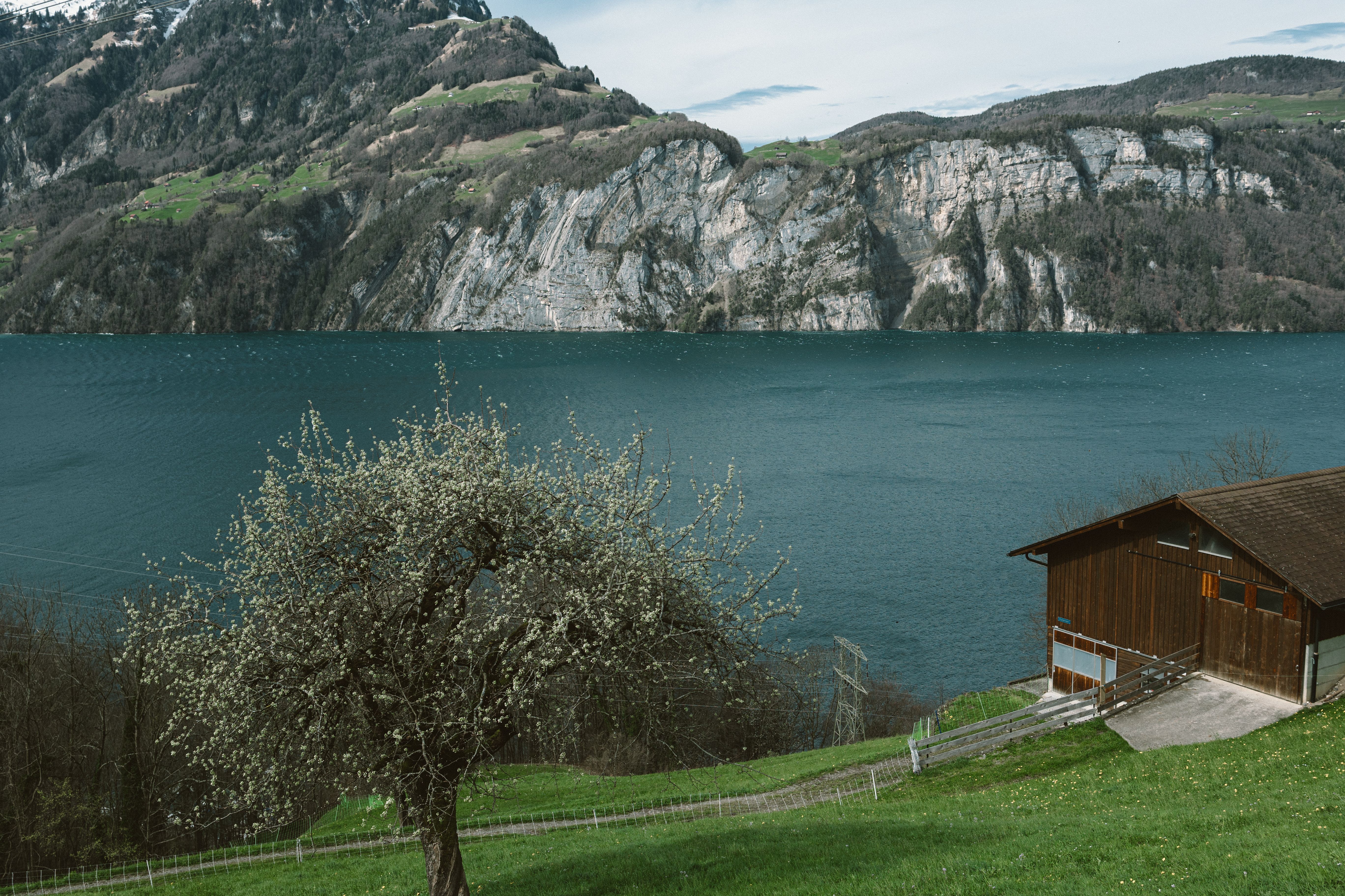 Tree and Wooden Barn by Lake Lucerne in Switzerland · Free Stock Photo