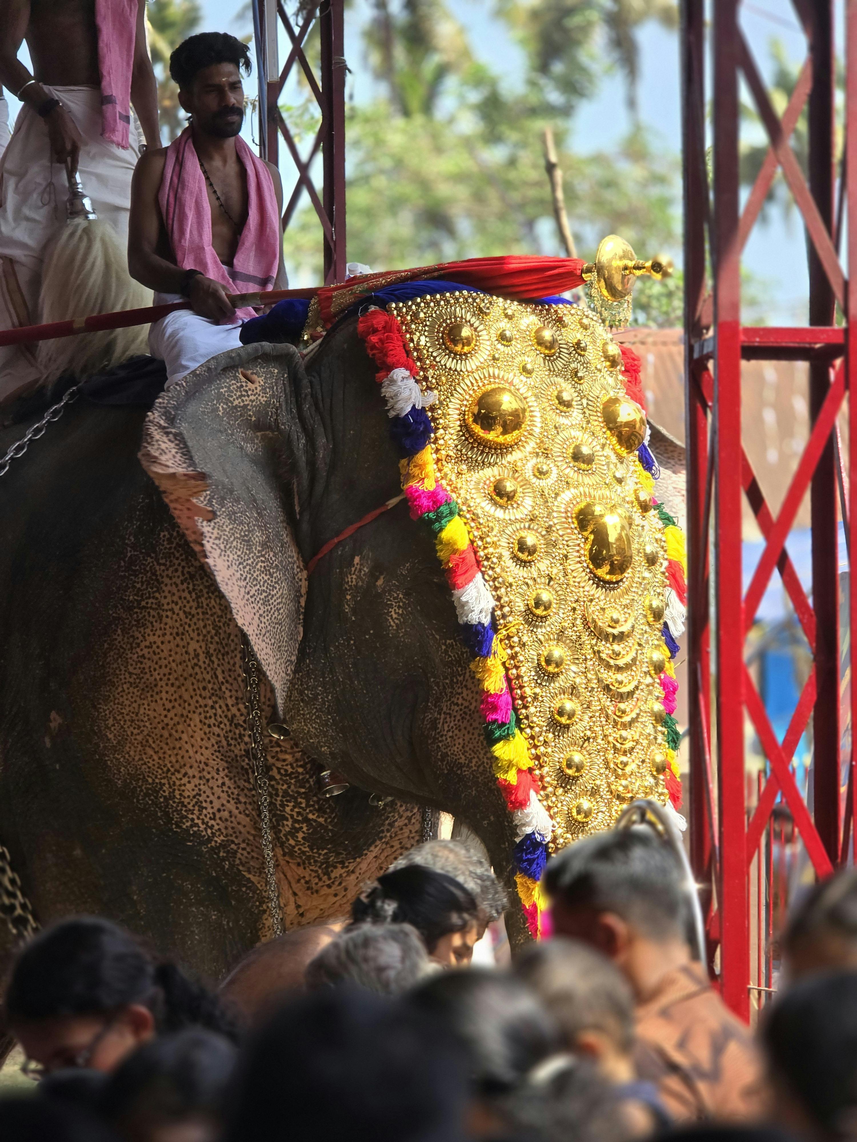 Man Riding Elephant in Golden Hat in Festival · Free Stock Photo