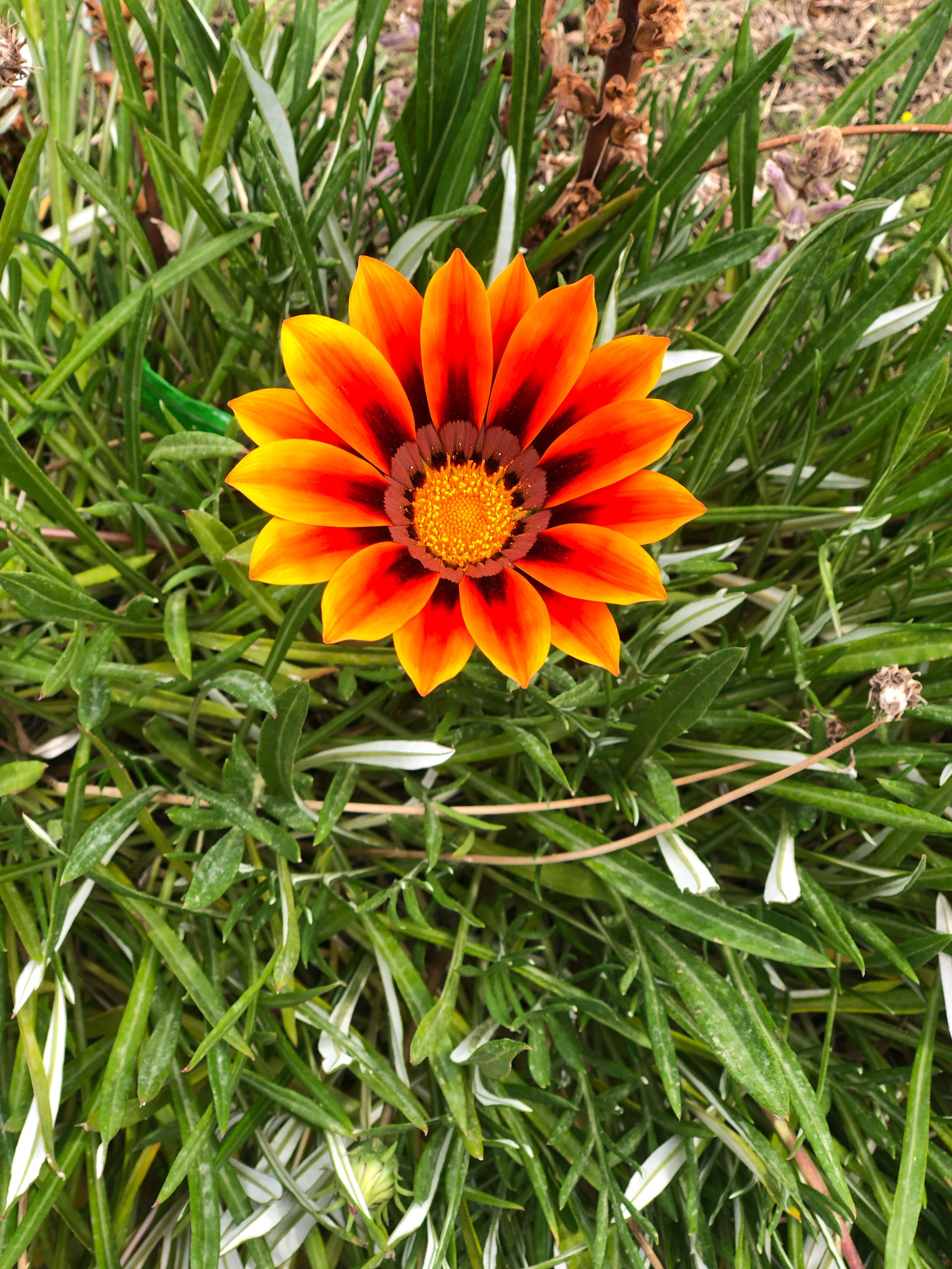Orange Treasure Flower on Meadow · Free Stock Photo