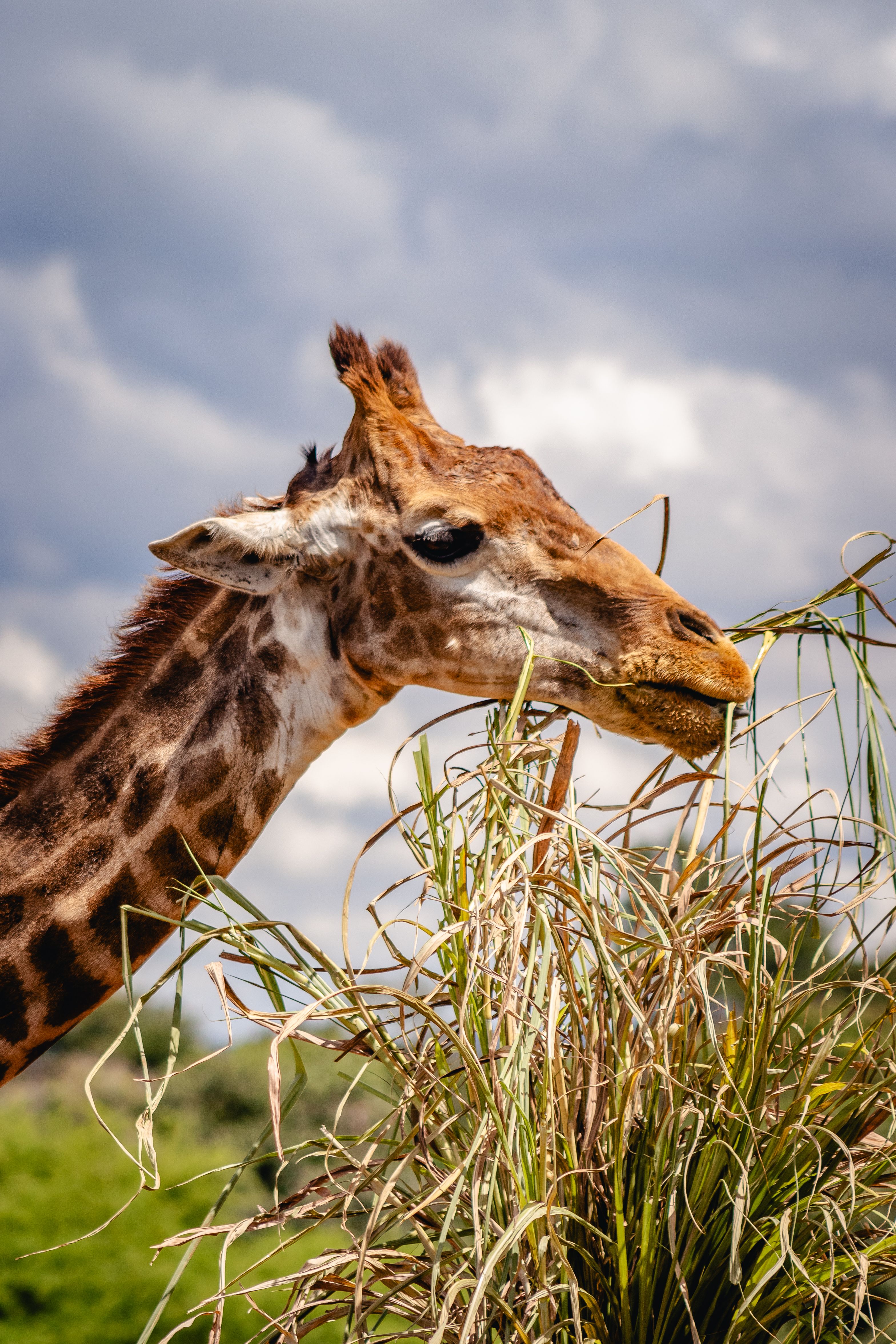 Giraffe · Free Stock Photo