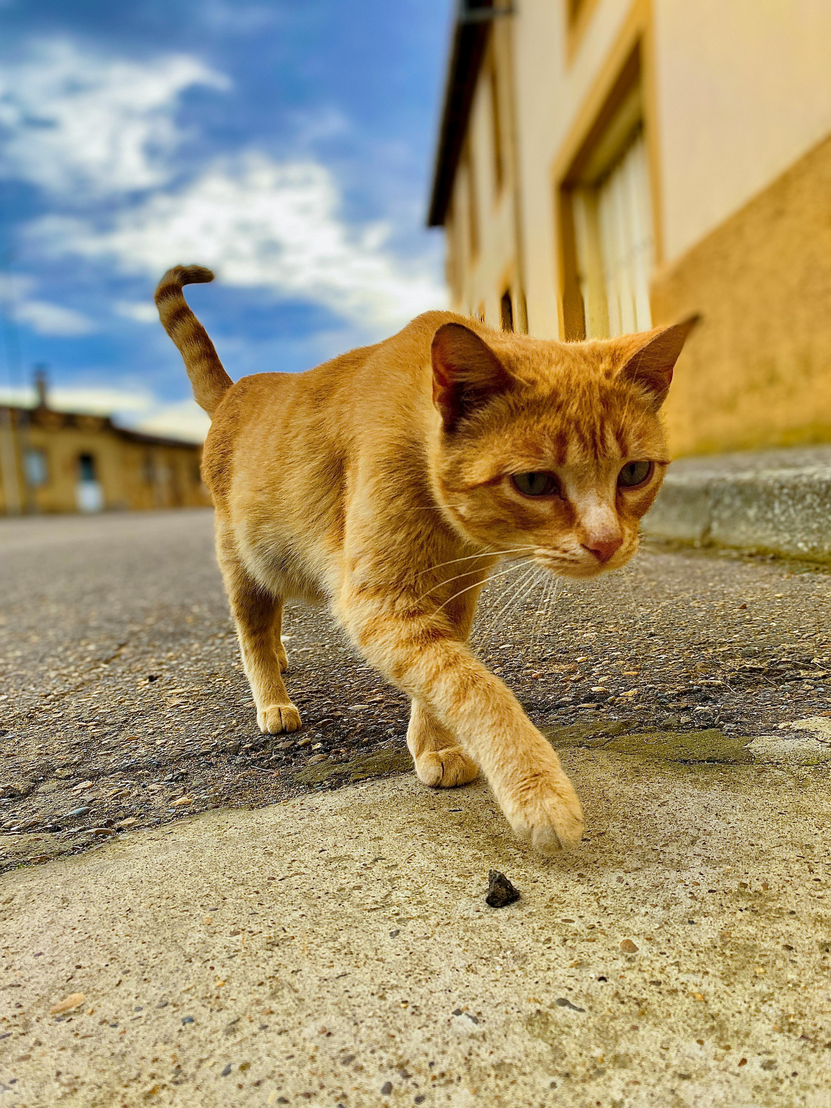 Orange Cat Walking on Street · Free Stock Photo