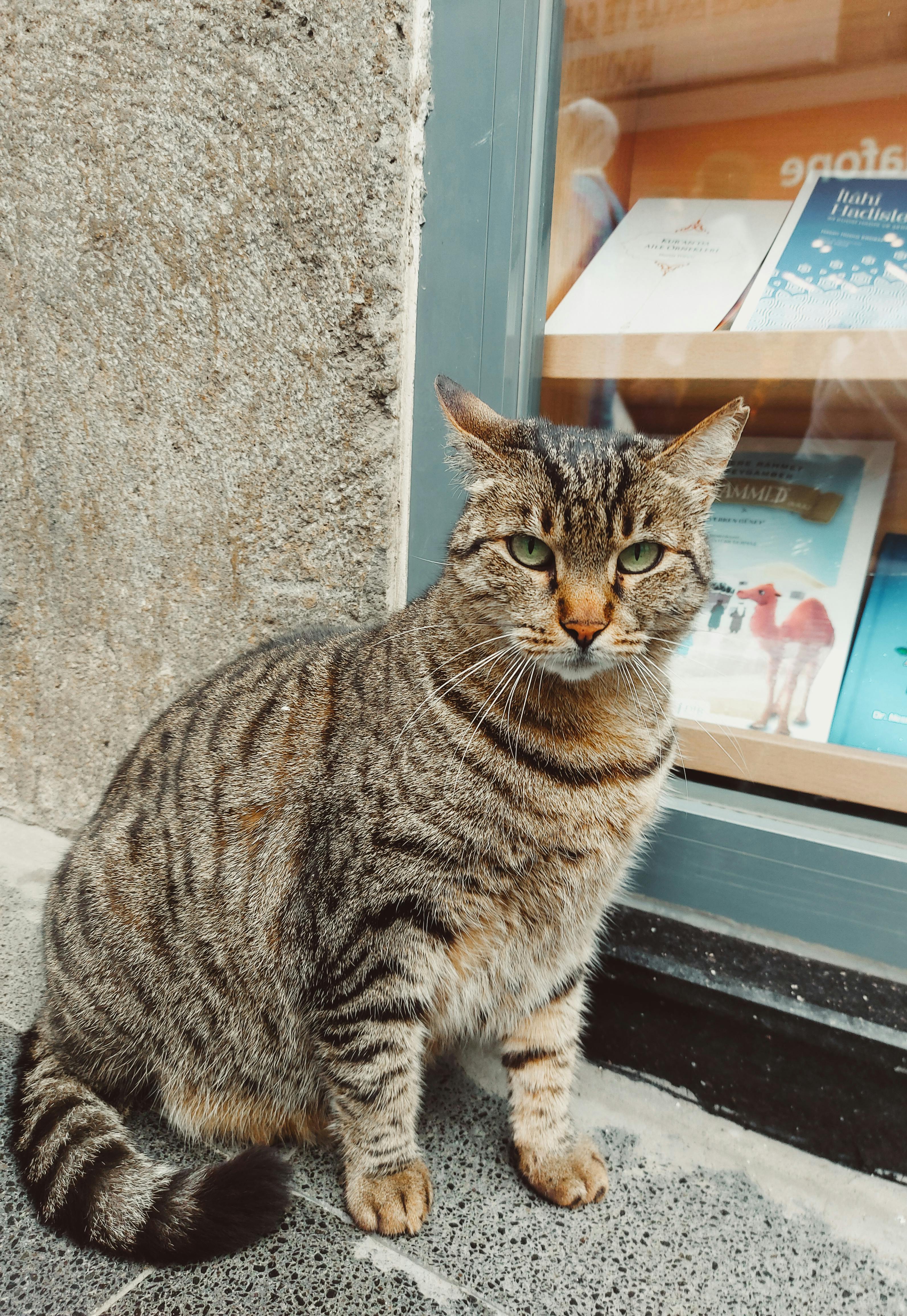 A Tabby Cat Sitting on a Pavement · Free Stock Photo
