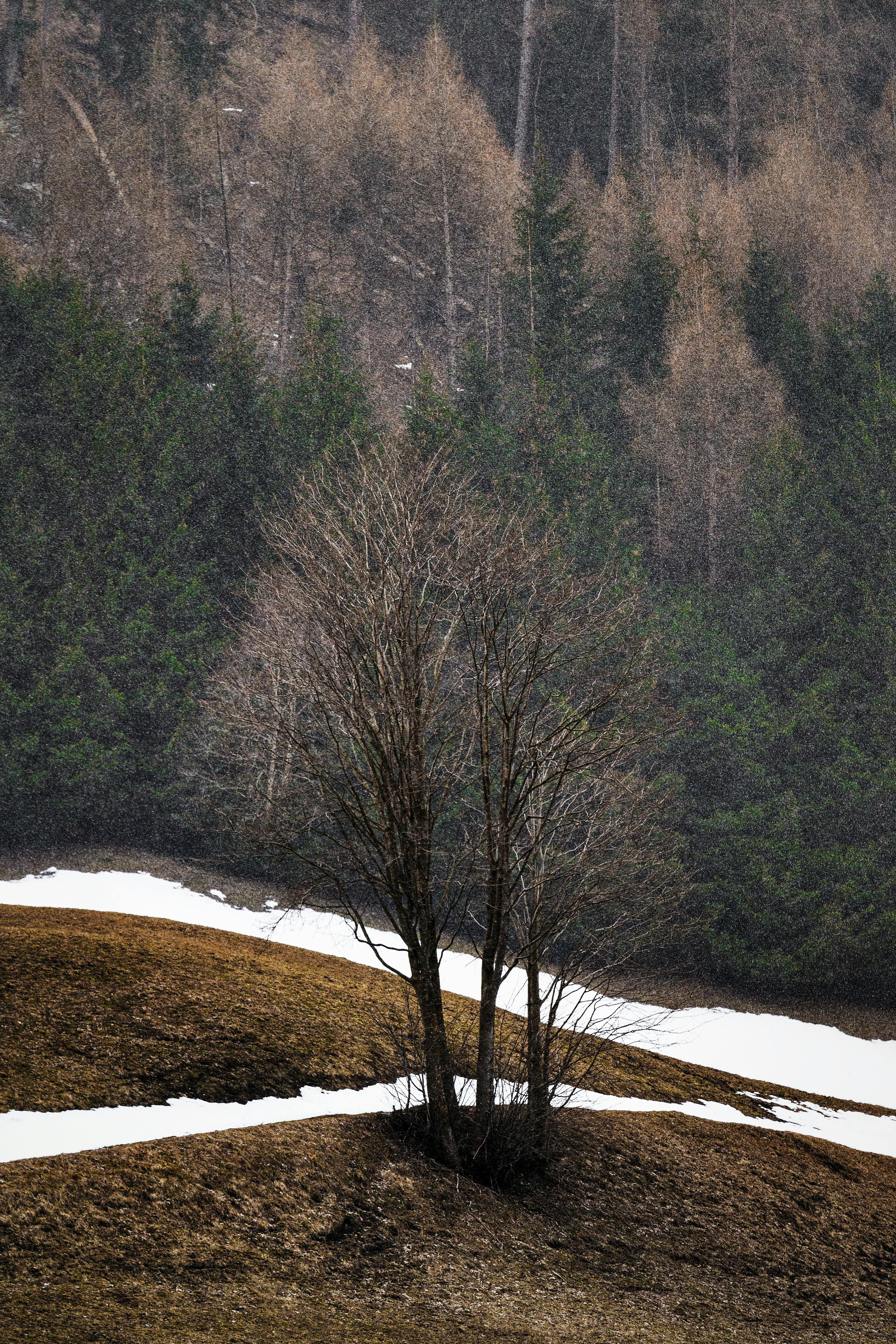 Leafless Tree · Free Stock Photo