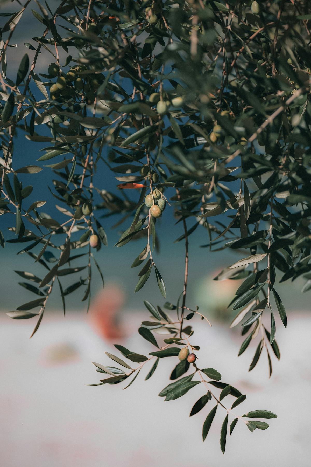 Olive Tree Photos, Download The BEST Free Olive Tree Stock Photos & HD ...