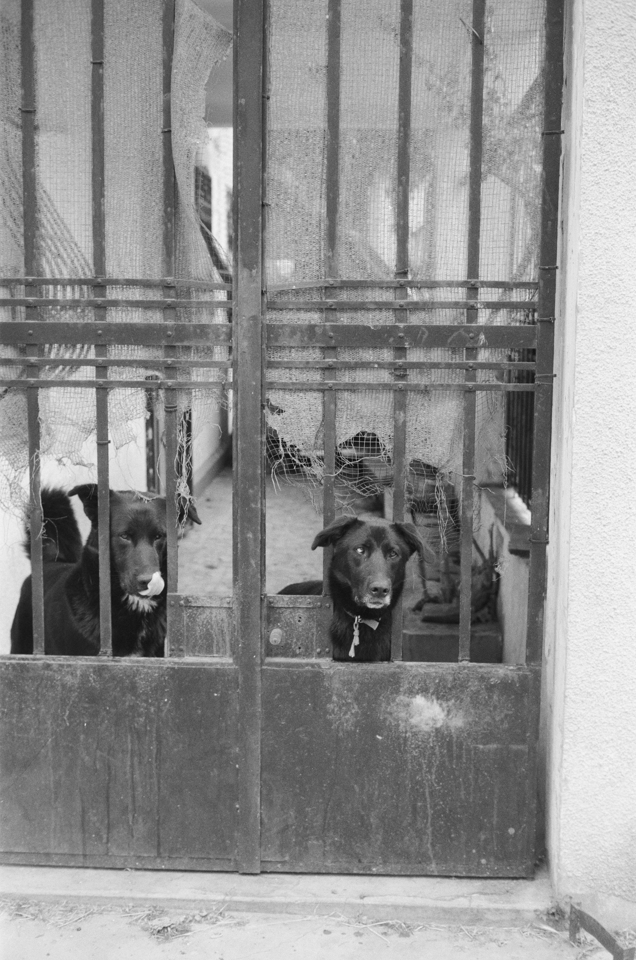 Dogs behind Bars · Free Stock Photo