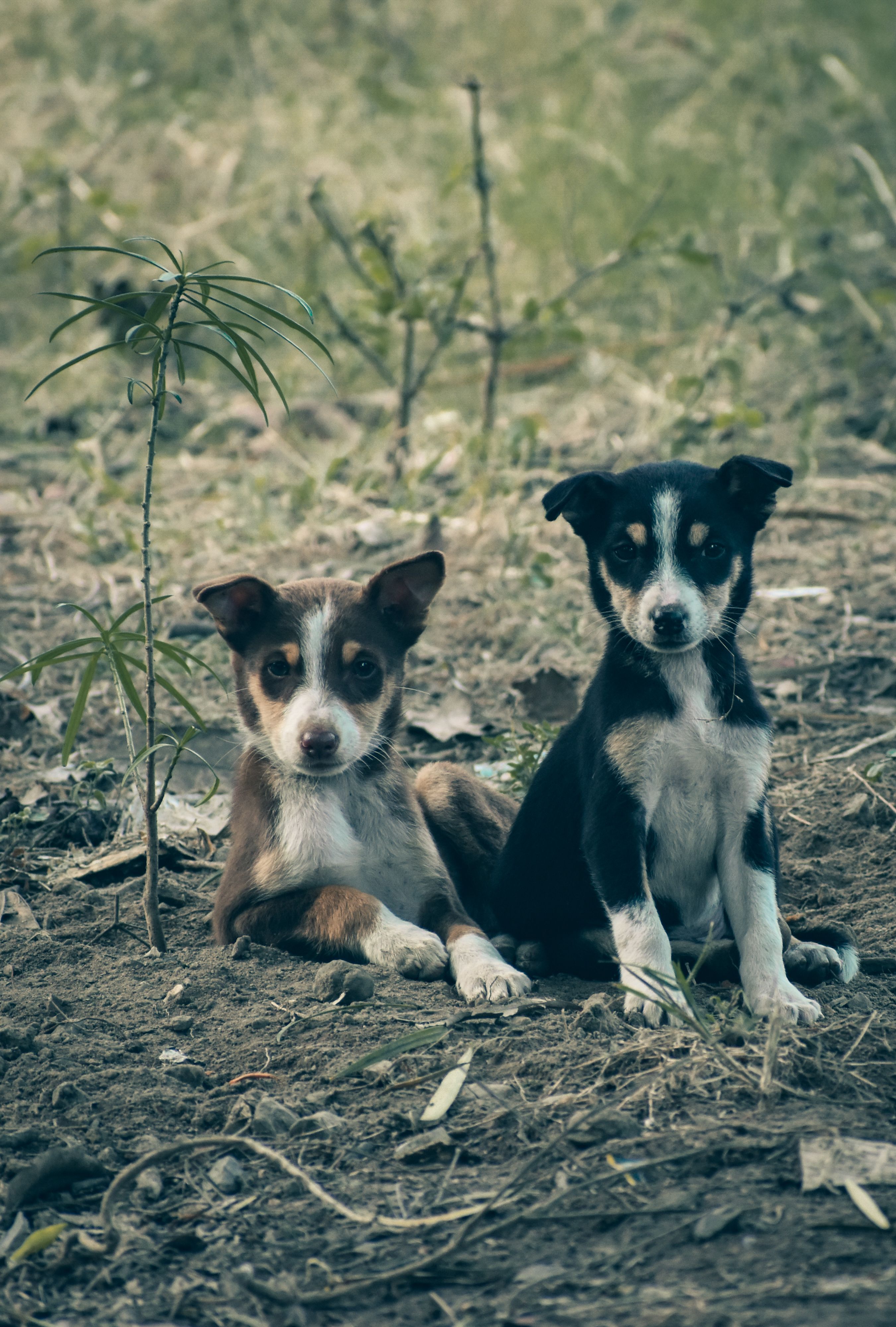 Puppies · Free Stock Photo