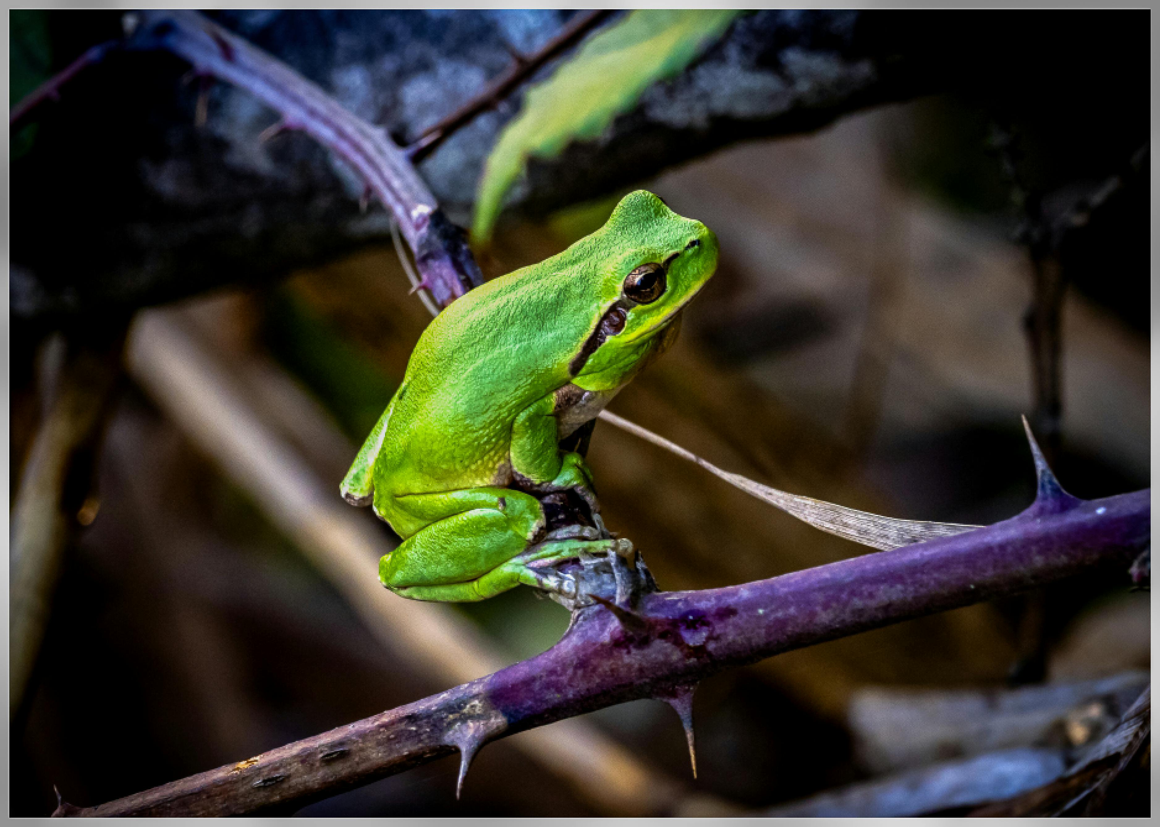 Frog on Plant · Free Stock Photo