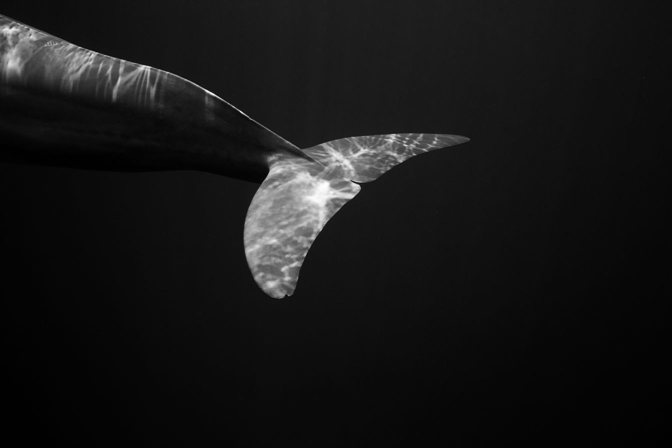 Rough Toothed Dolphin: Facts, Habitat, and Behavior