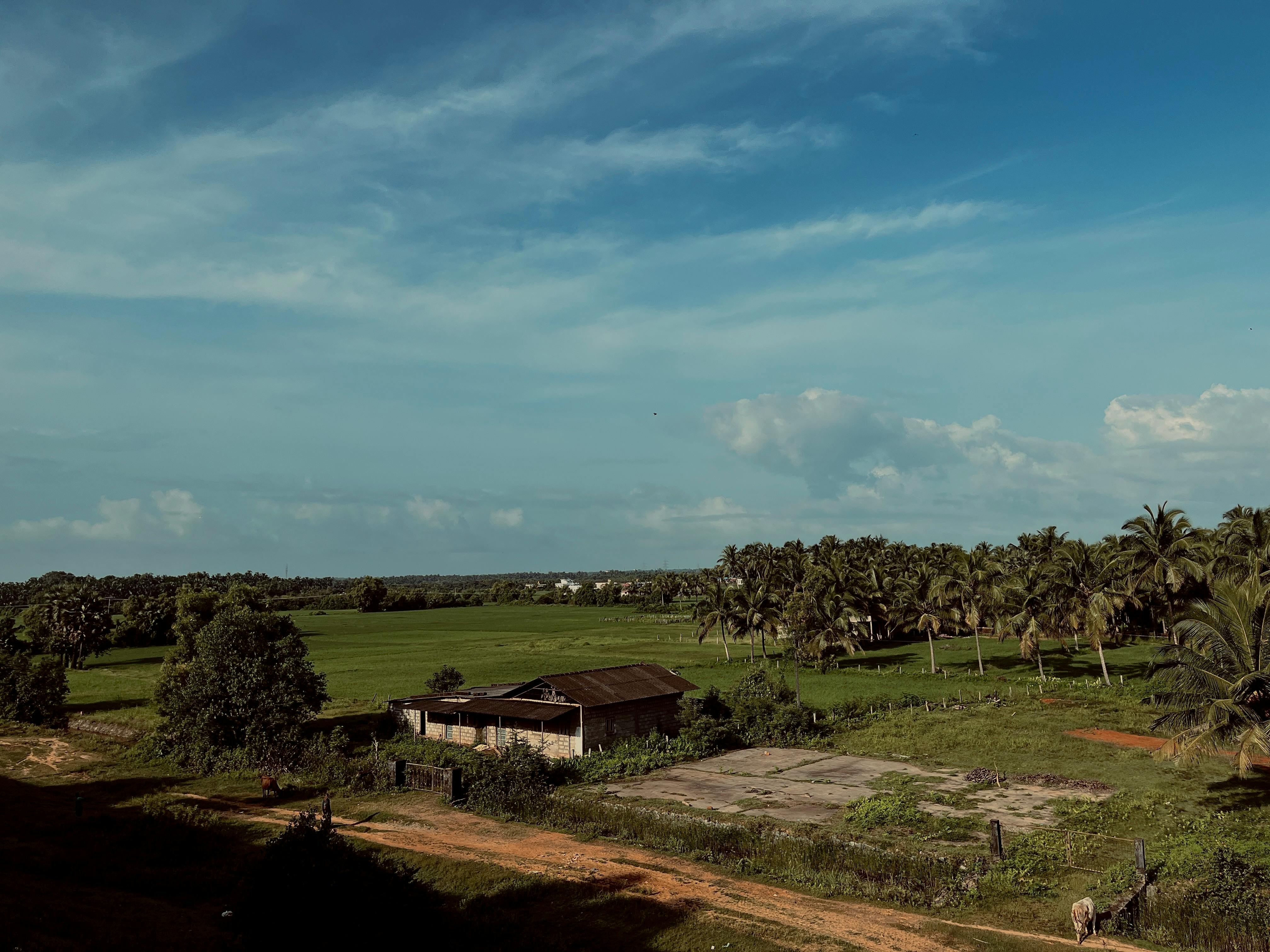 Palm Trees in Countryside · Free Stock Photo