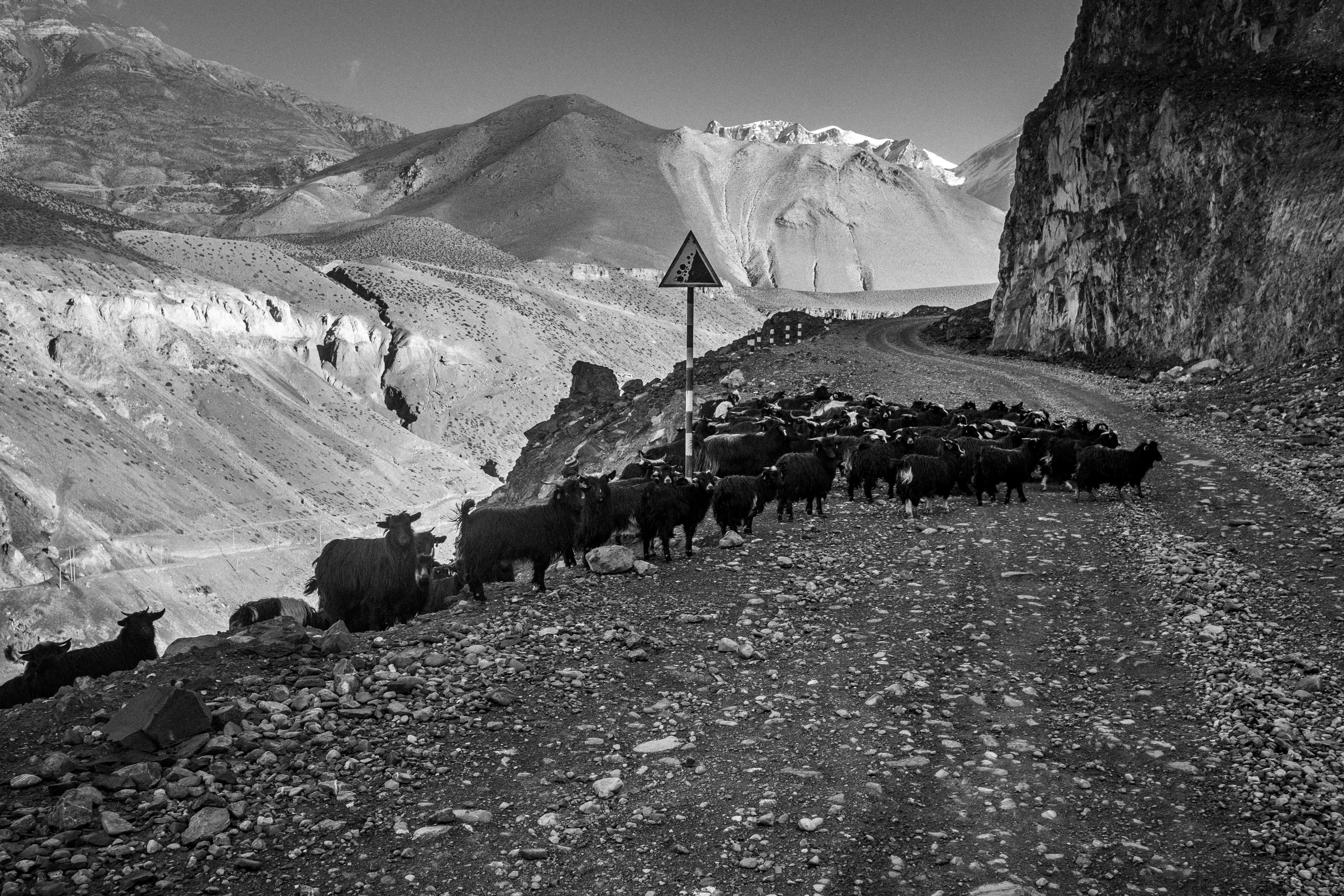 Flock of Sheep on Dirt Road in Valley · Free Stock Photo