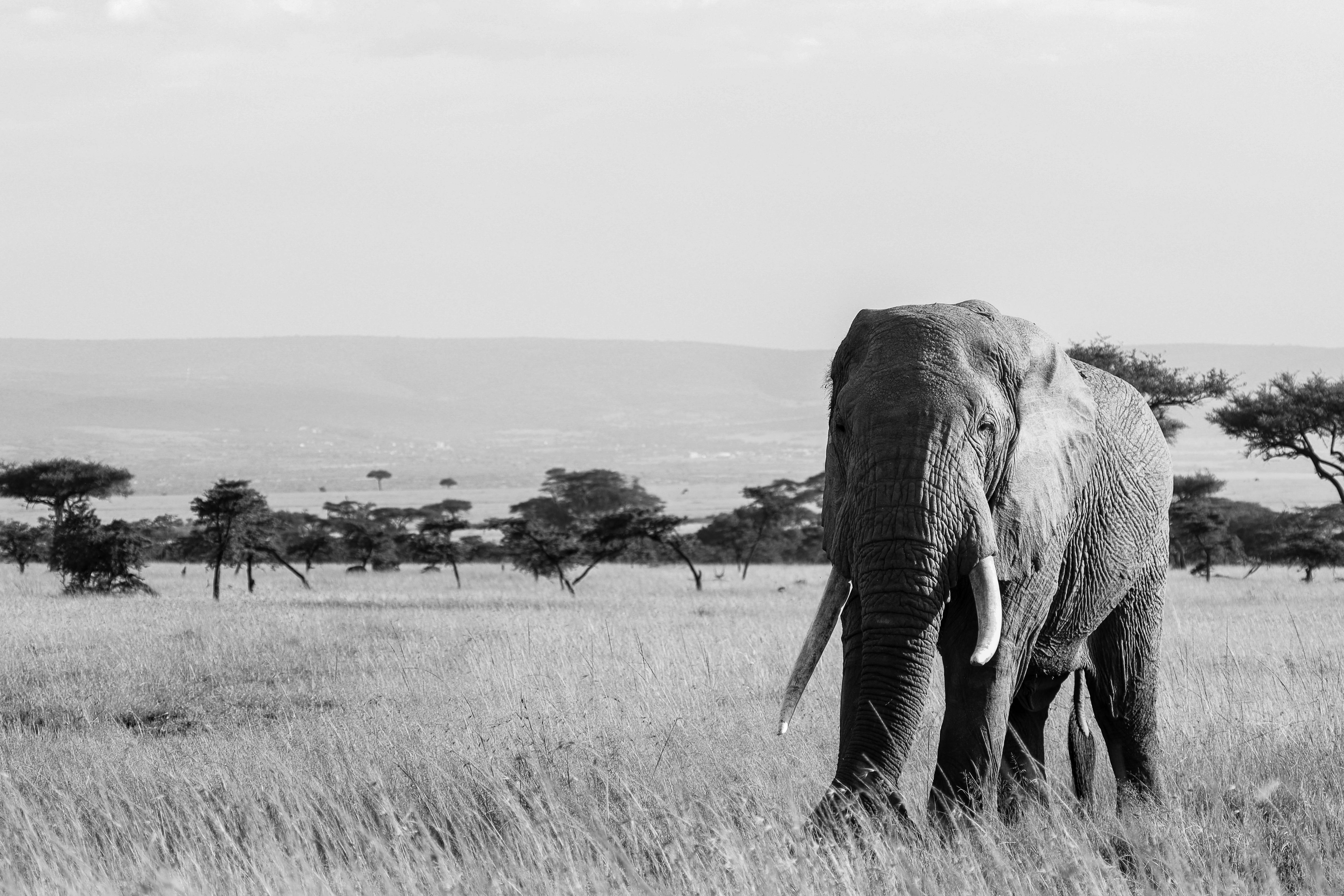 Elephant in Nature · Free Stock Photo