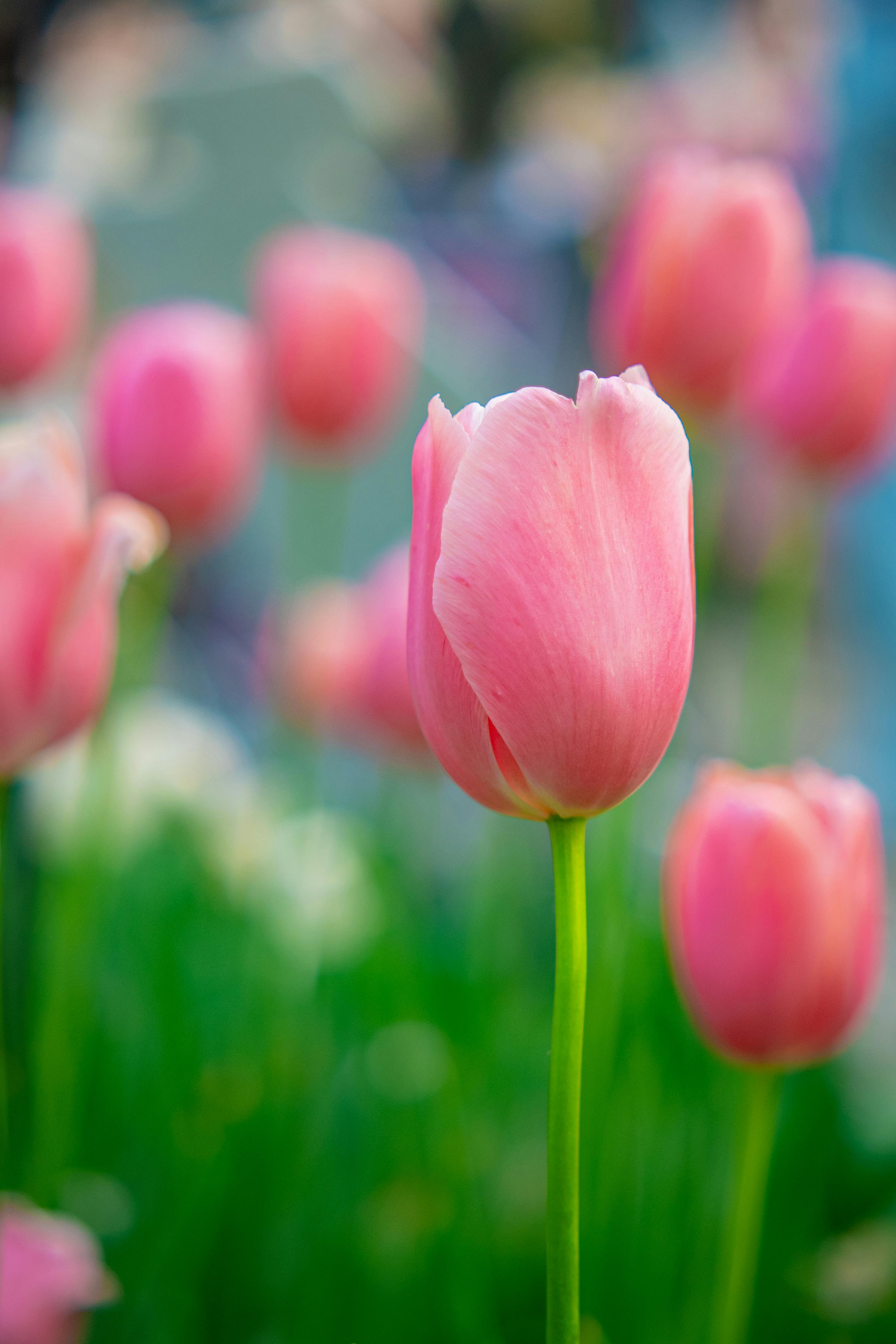 Spring Outing Photos, Download The BEST Free Spring Outing Stock Photos ...