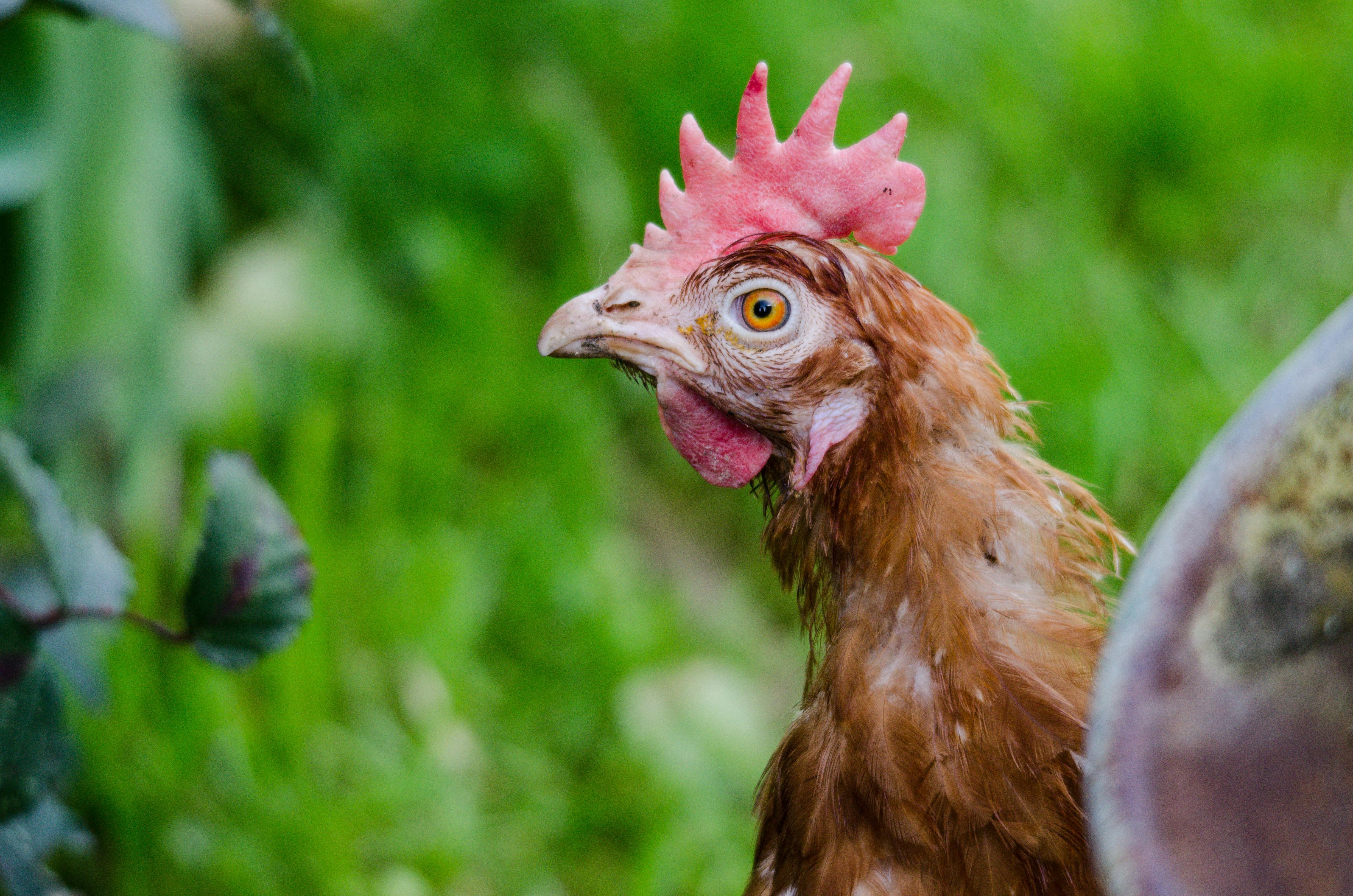 Portrait of Hen · Free Stock Photo