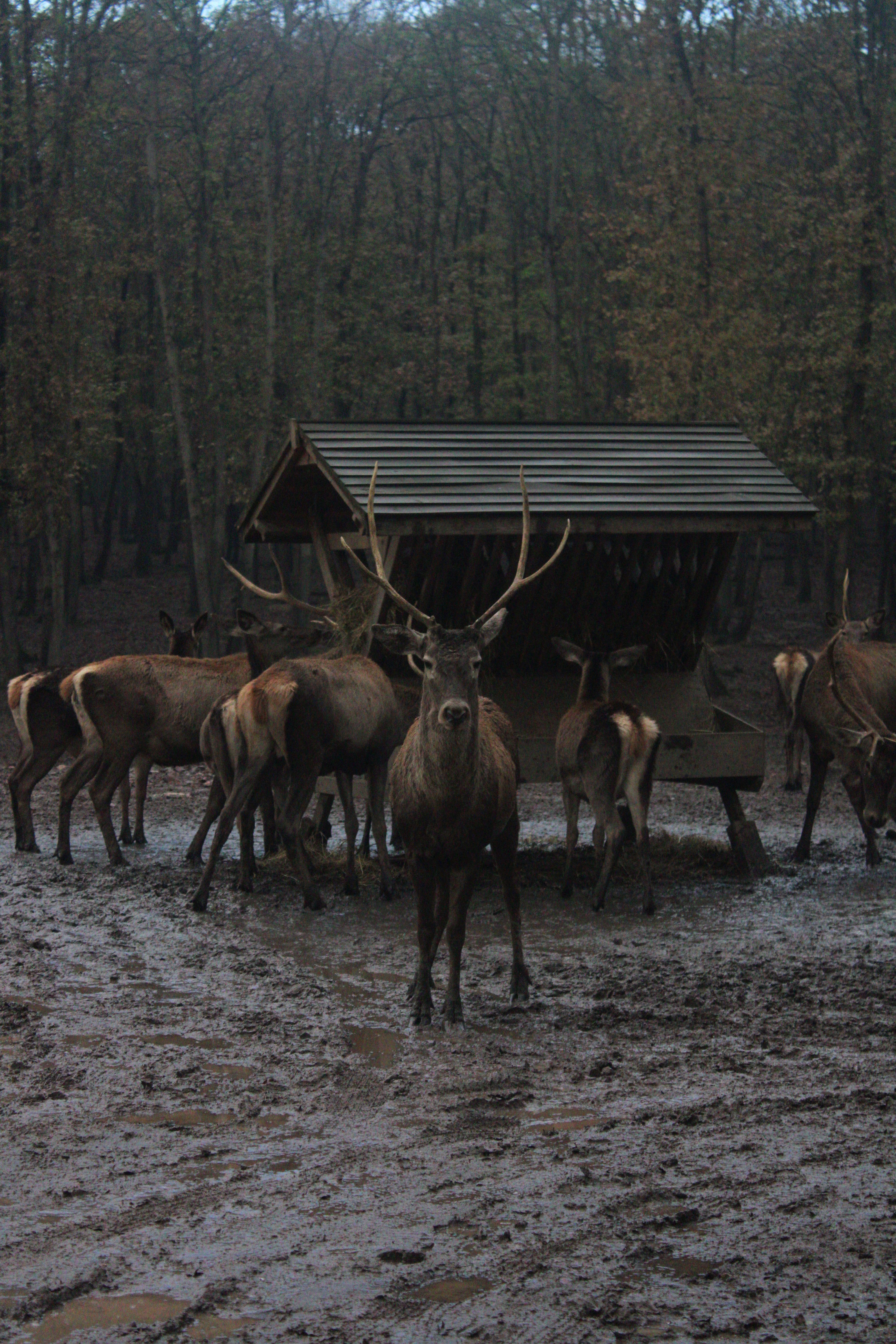Herd of Bucks in Forest · Free Stock Photo