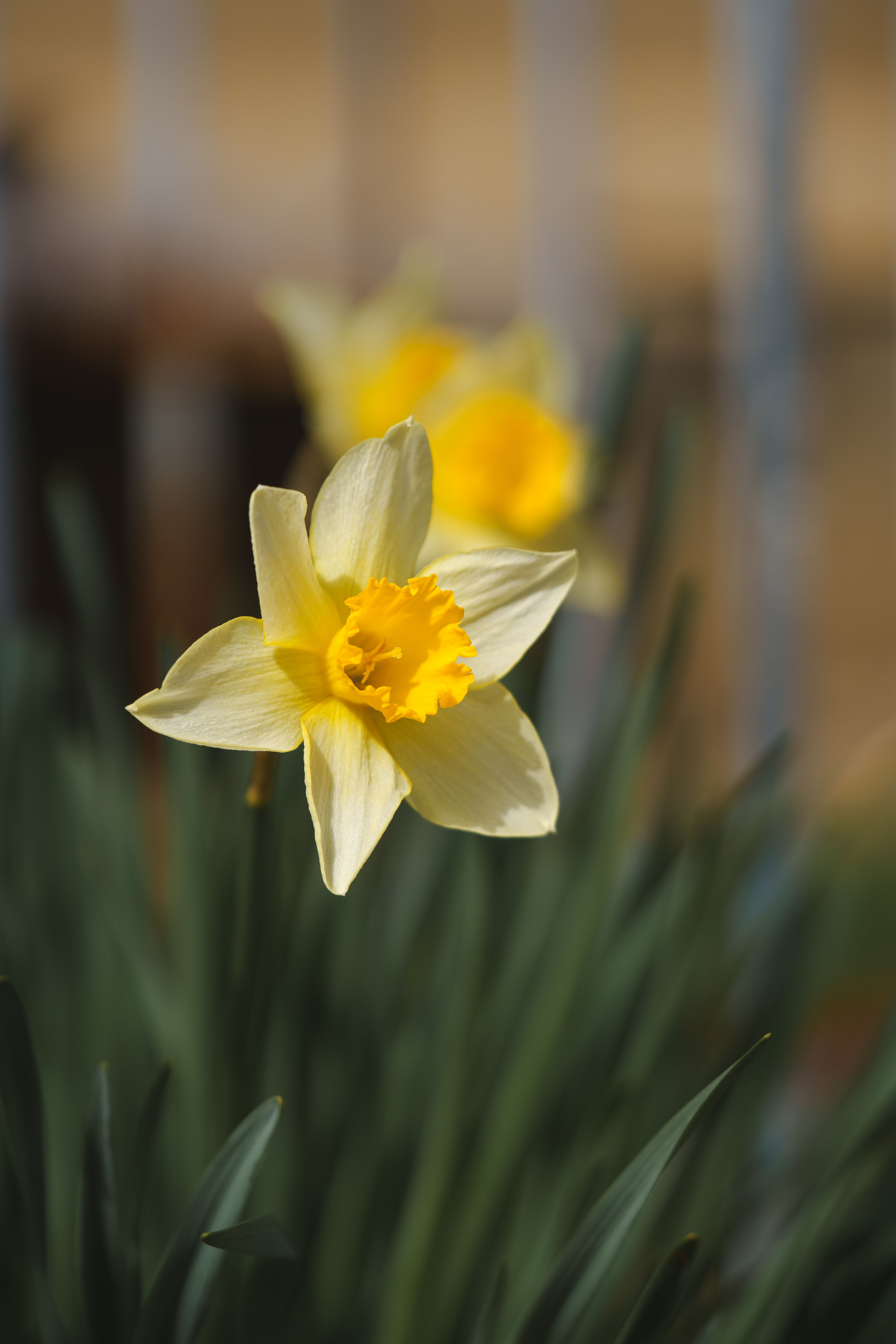 Close-up Photography of Daffodil Flower · Free Stock Photo