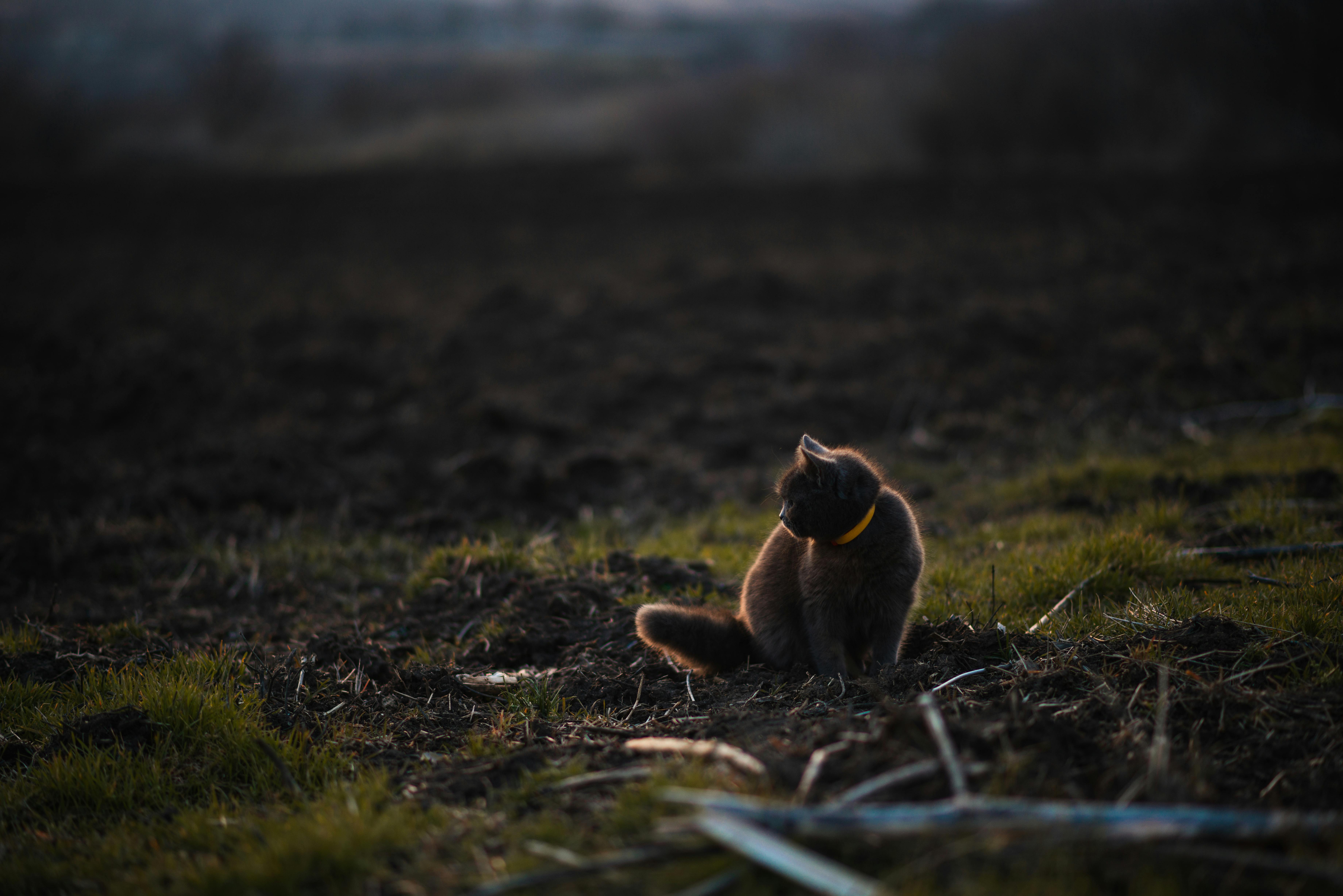 Cat in Countryside · Free Stock Photo