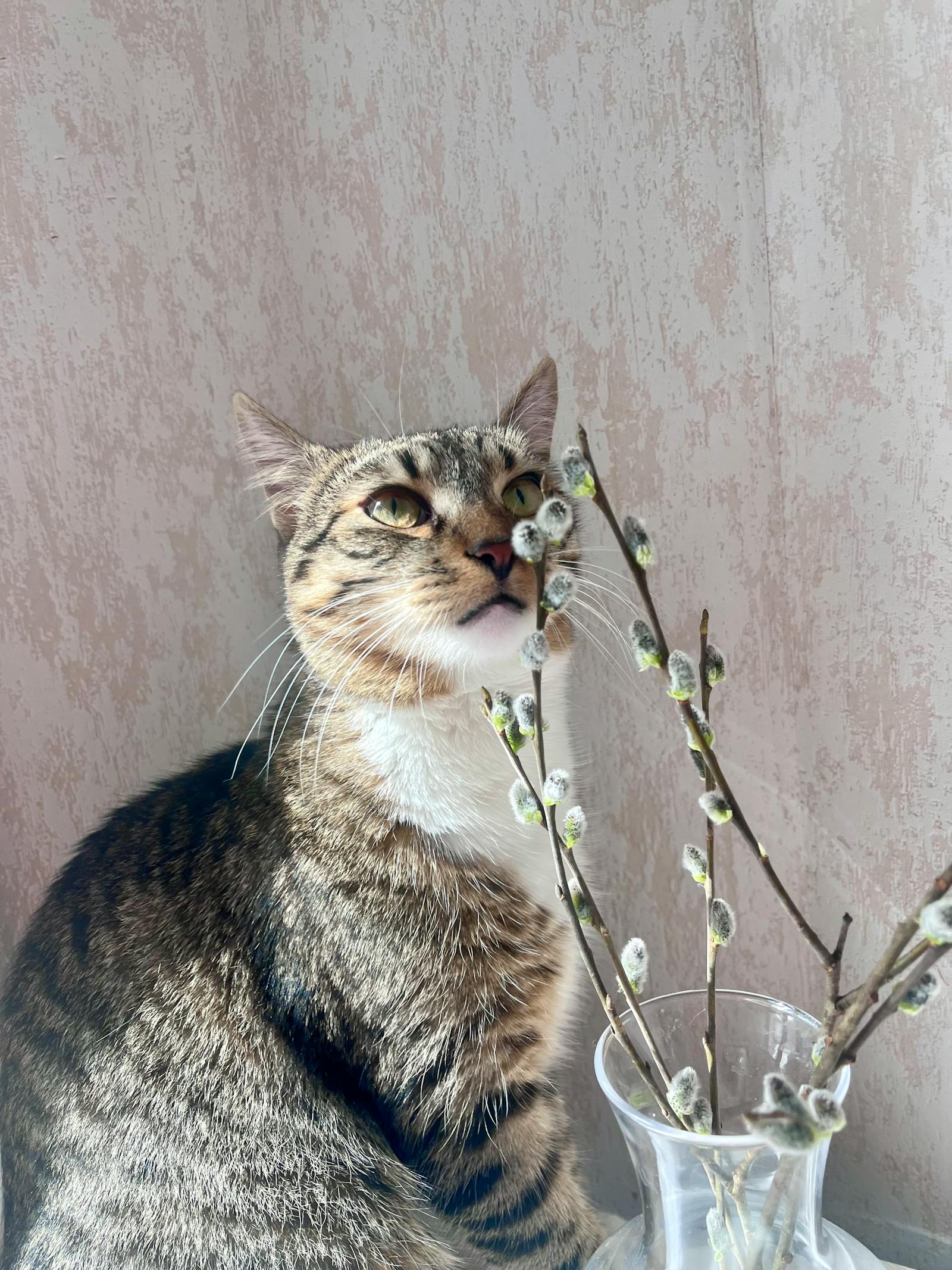 Spring Cat Wallpaper Photos, Download The BEST Free Spring Cat ...