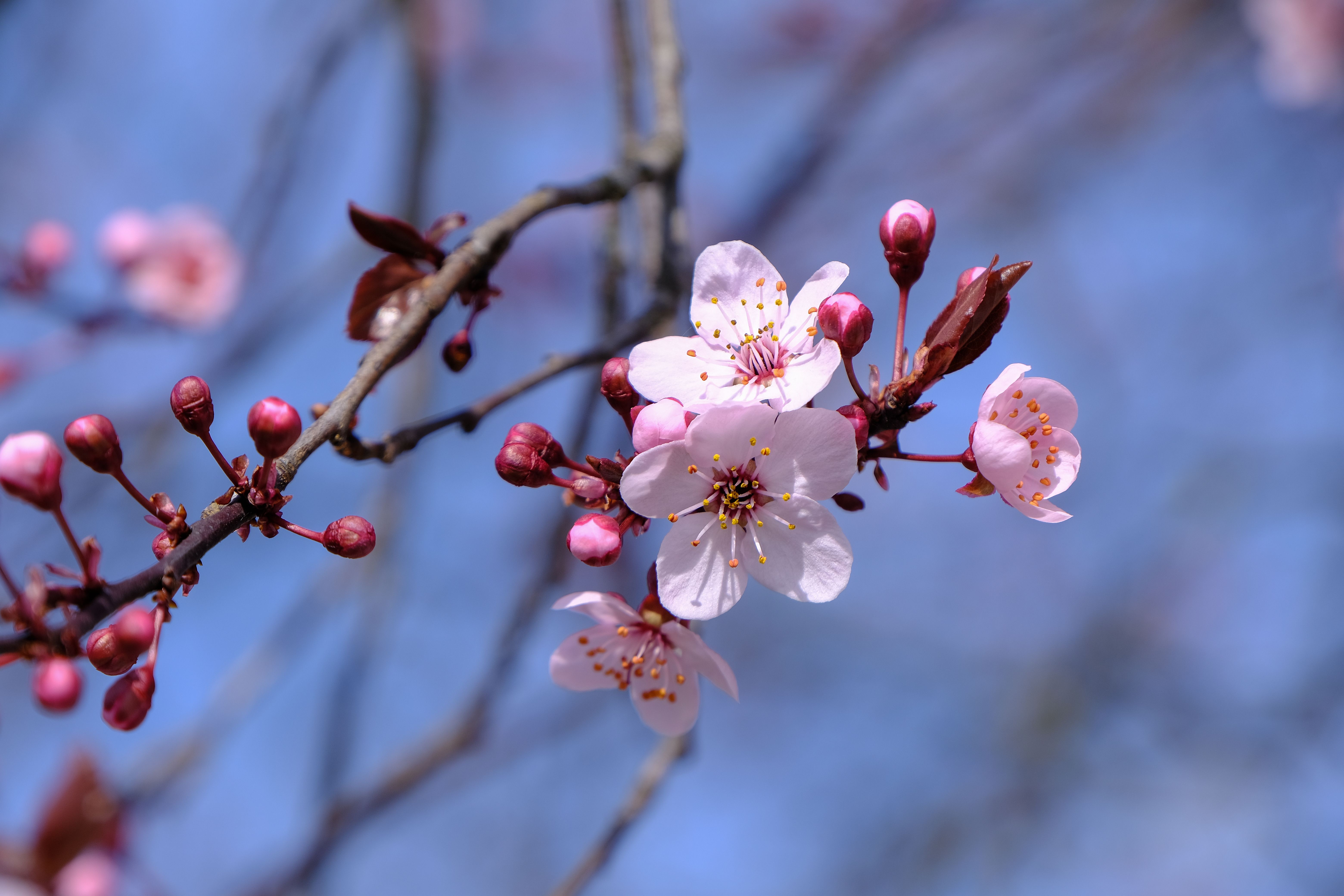 Pink Blossoms in Spring · Free Stock Photo