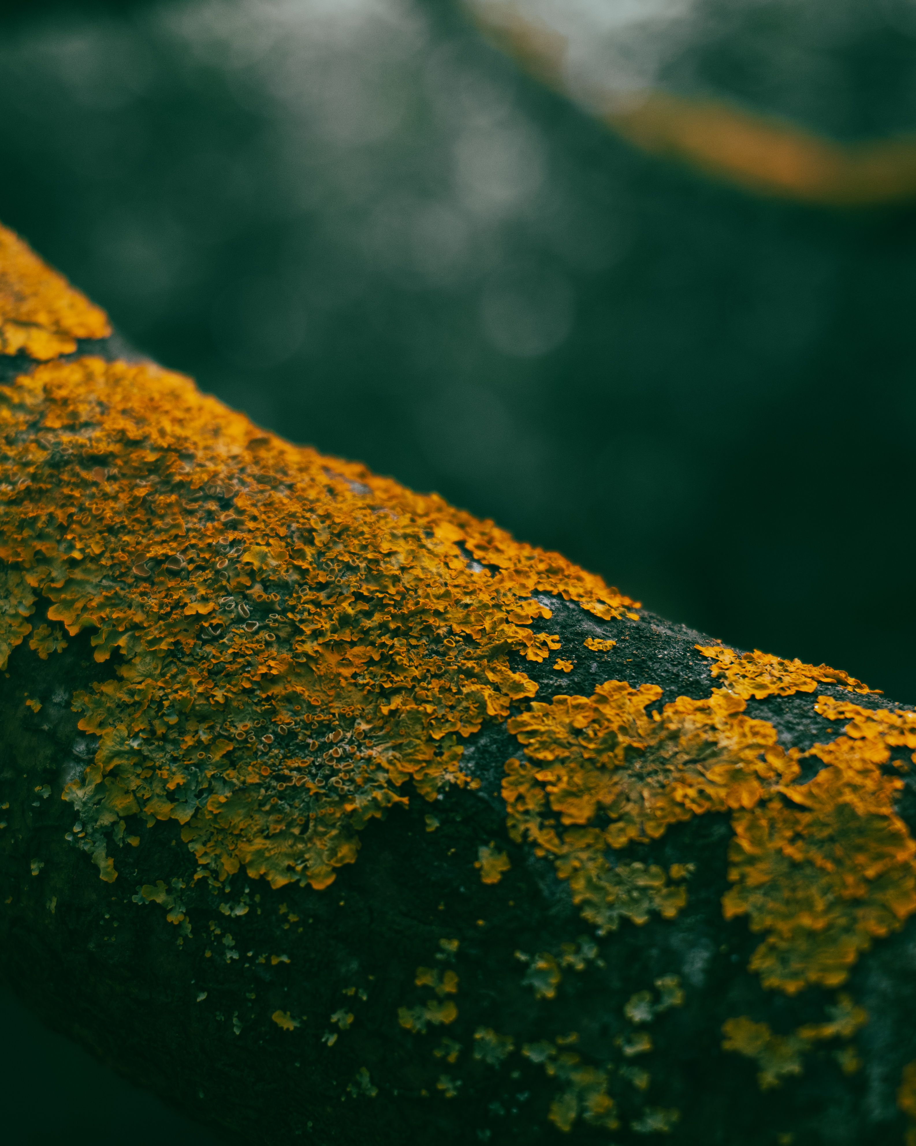 Branch Covered in a Yellow Lichen · Free Stock Photo