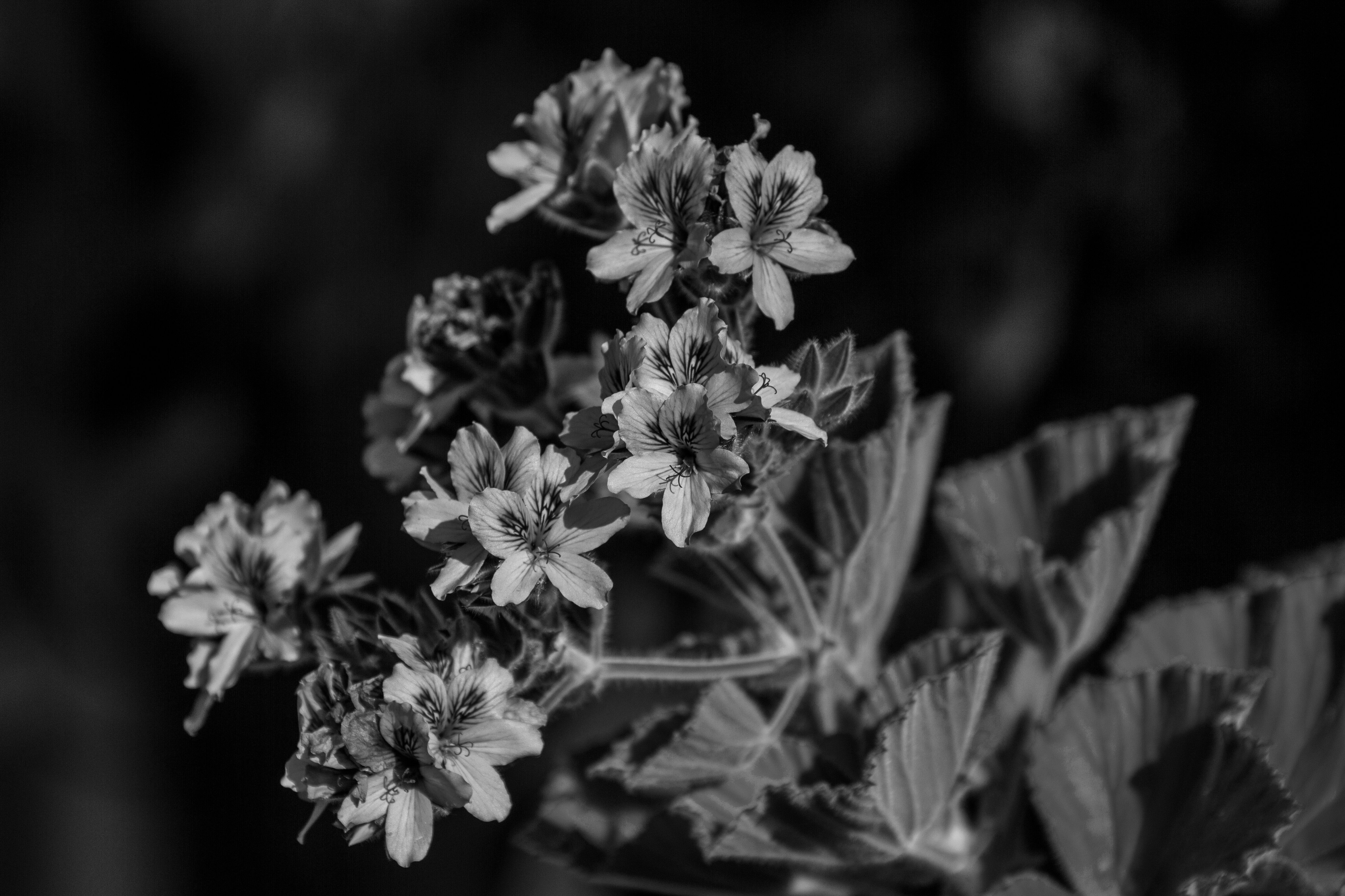 Color Mono Photos, Download The BEST Free Color Mono Stock Photos & HD ...