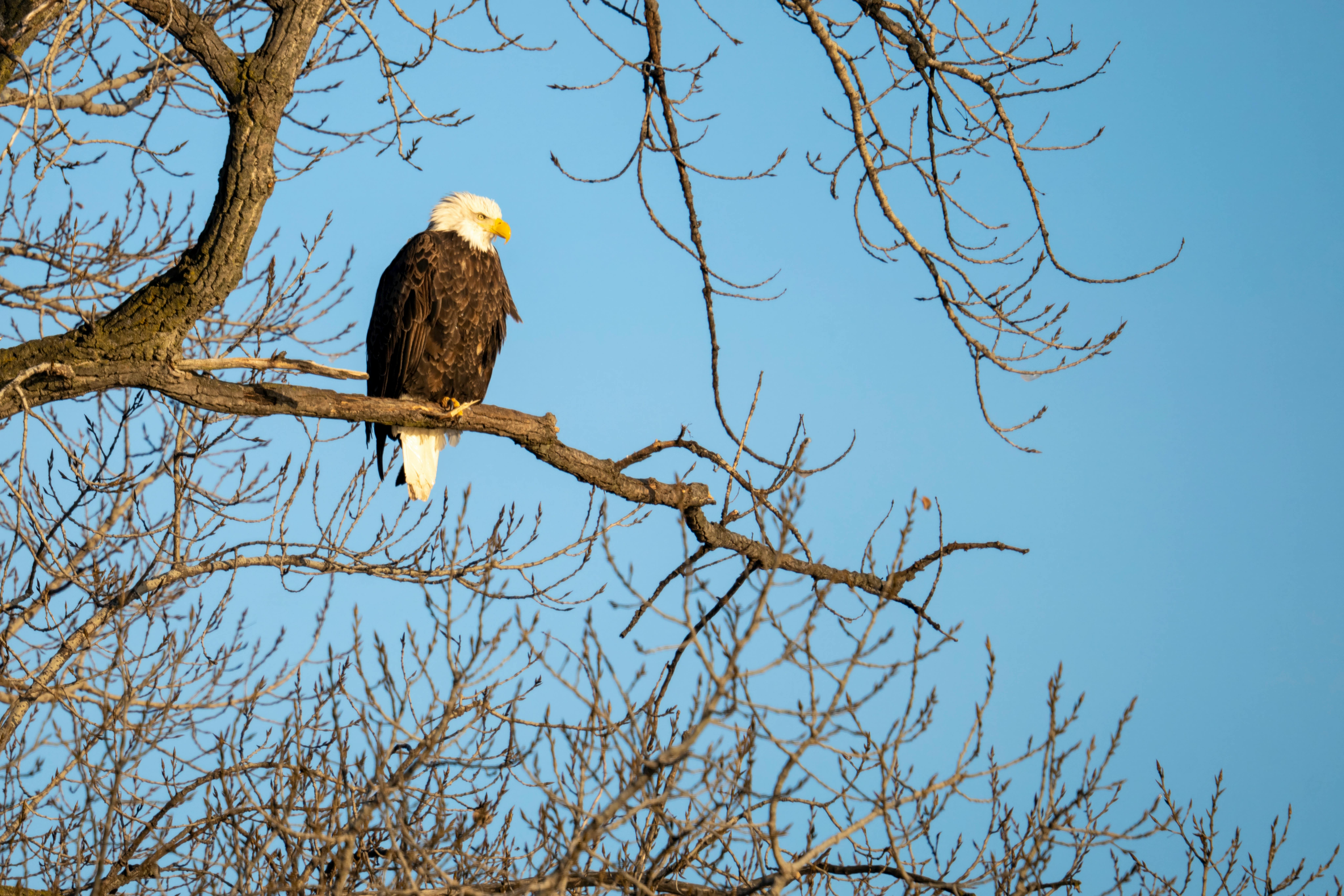 Bald Eagle Perching on a Branch · Free Stock Photo