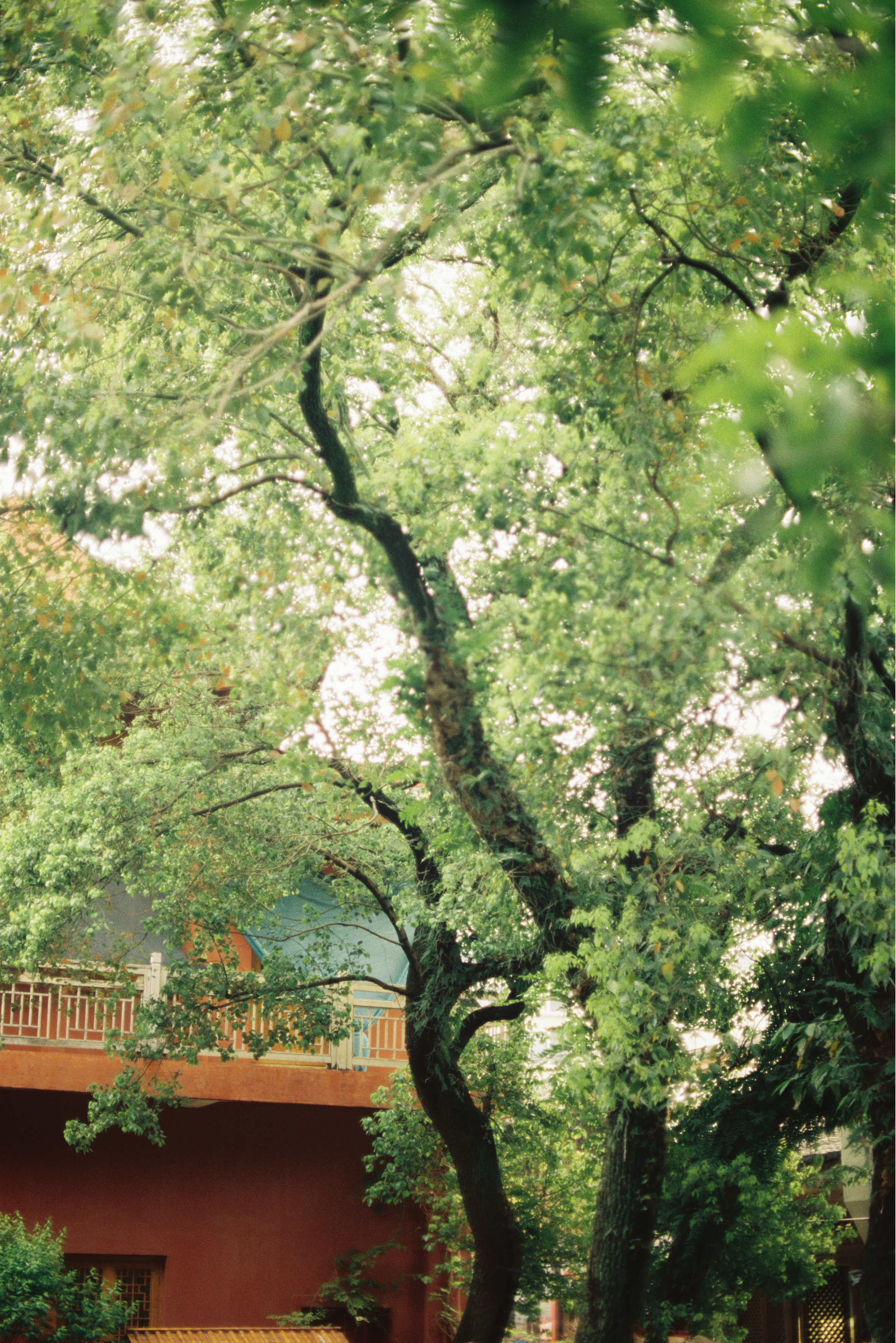 Trees in front of a Building · Free Stock Photo