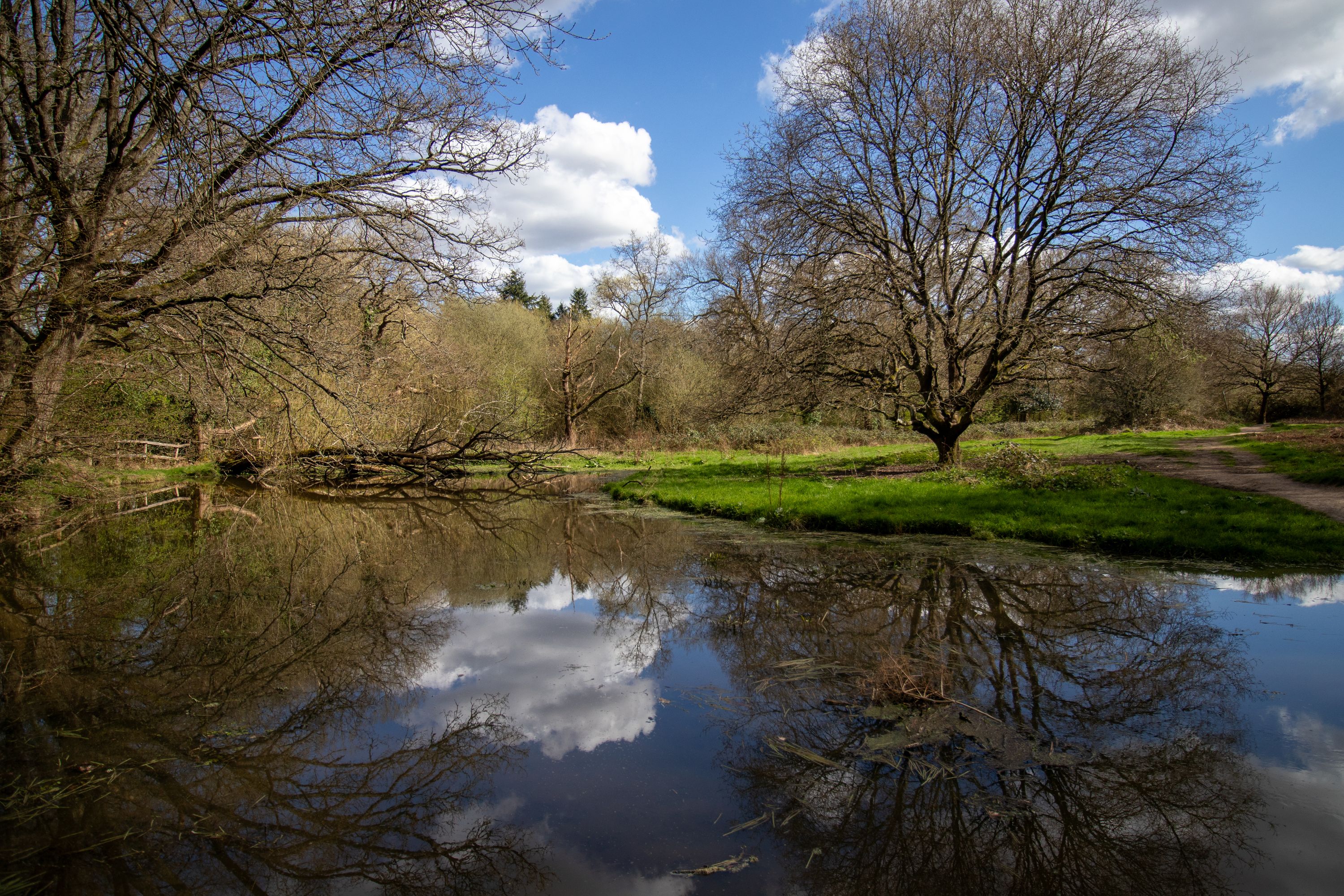 Pond Between Trees in Countryside · Free Stock Photo