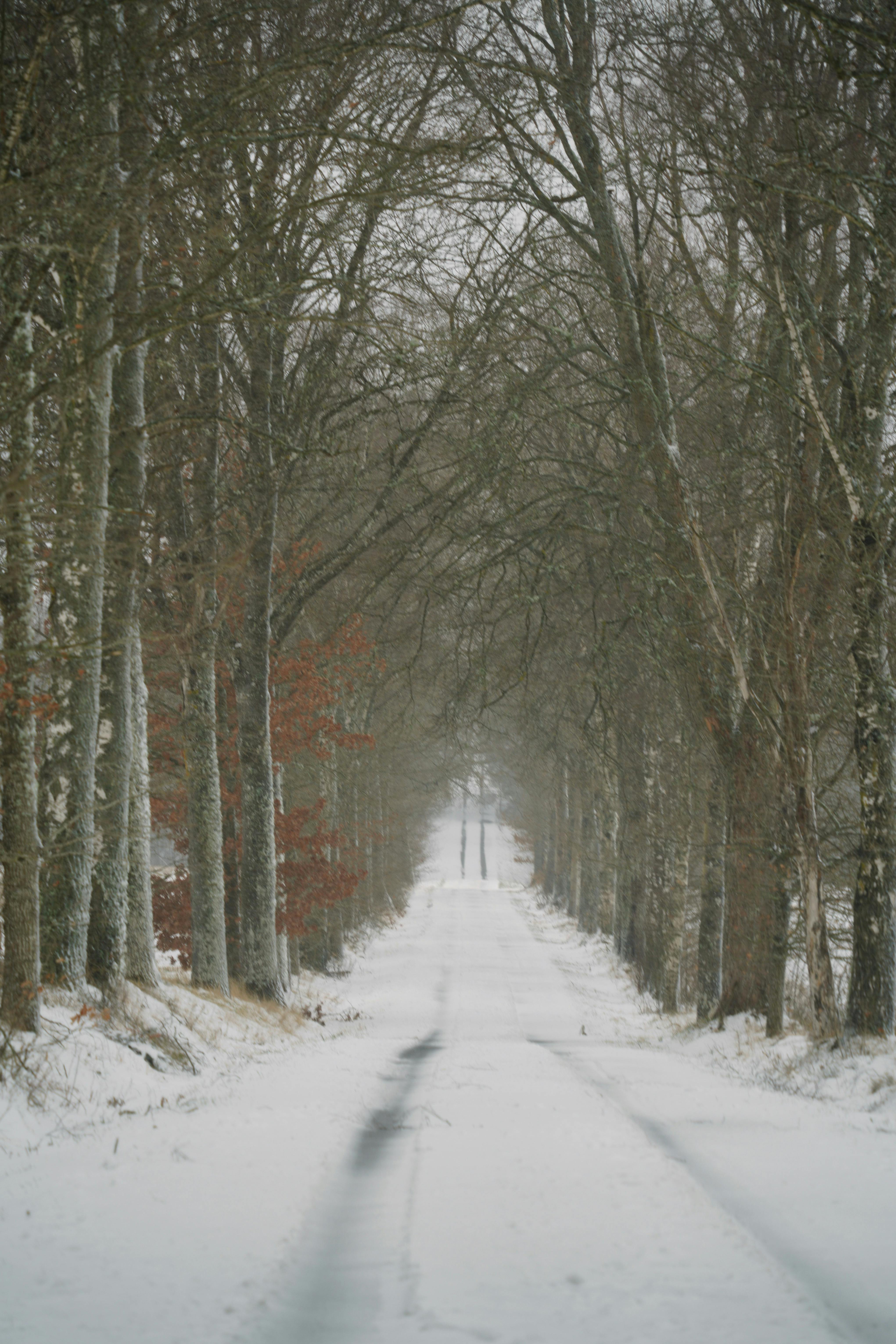 Snow-Covered Forest Road · Free Stock Photo