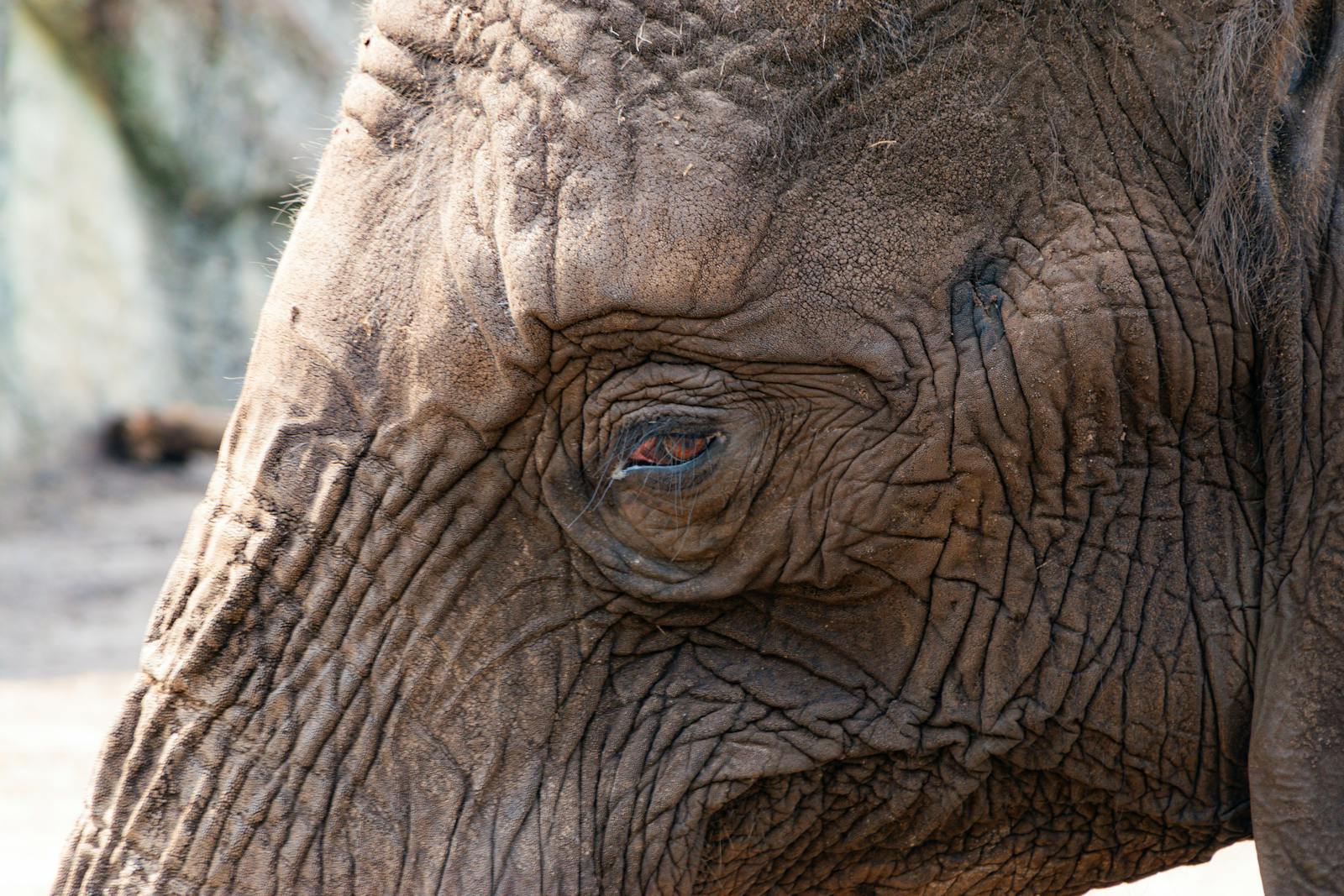 Elephant Hunting Photos, Download The BEST Free Elephant Hunting Stock ...