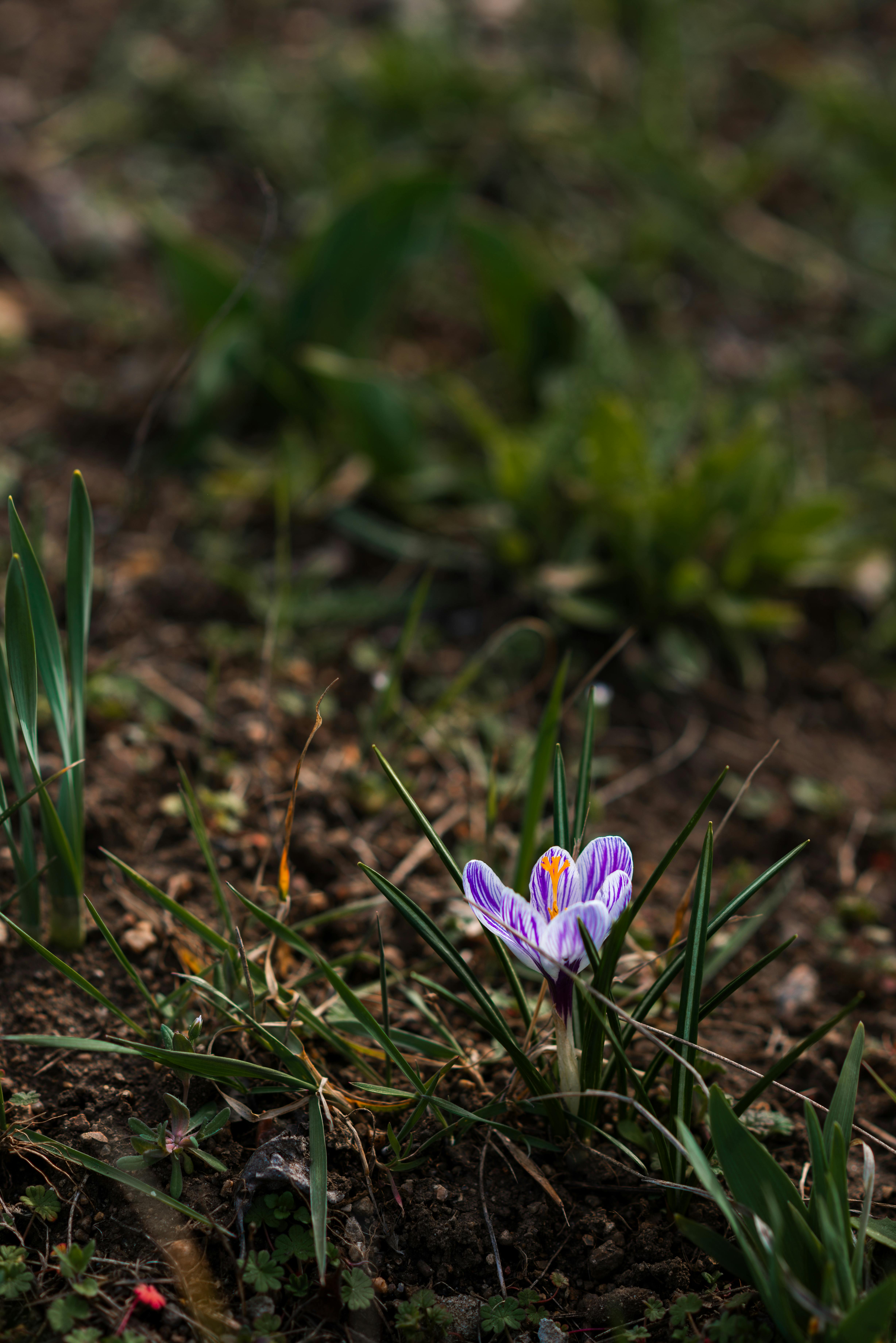 Crocus · Free Stock Photo