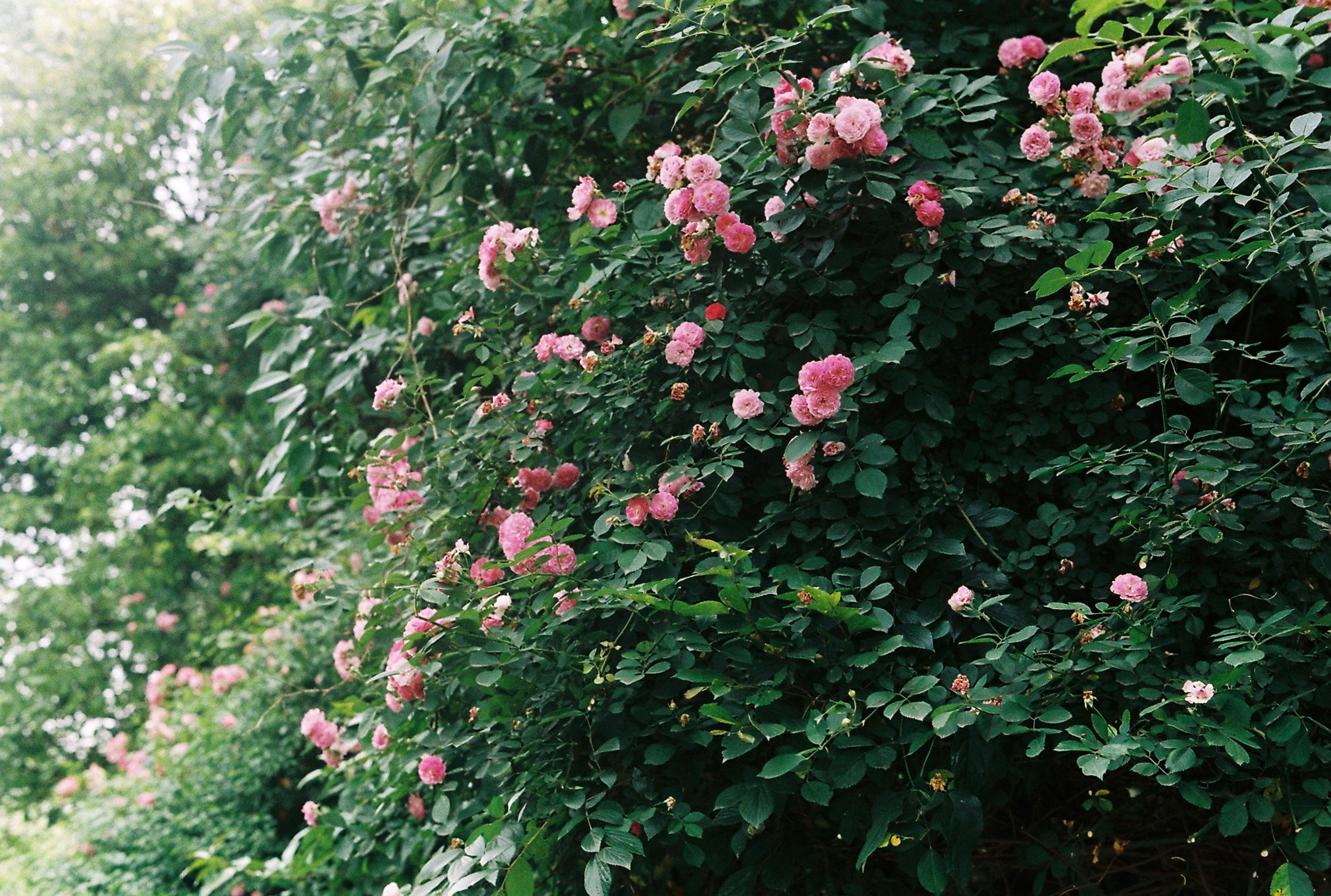Growing Container Rose Bushes with Ease: A Beginner's Guide