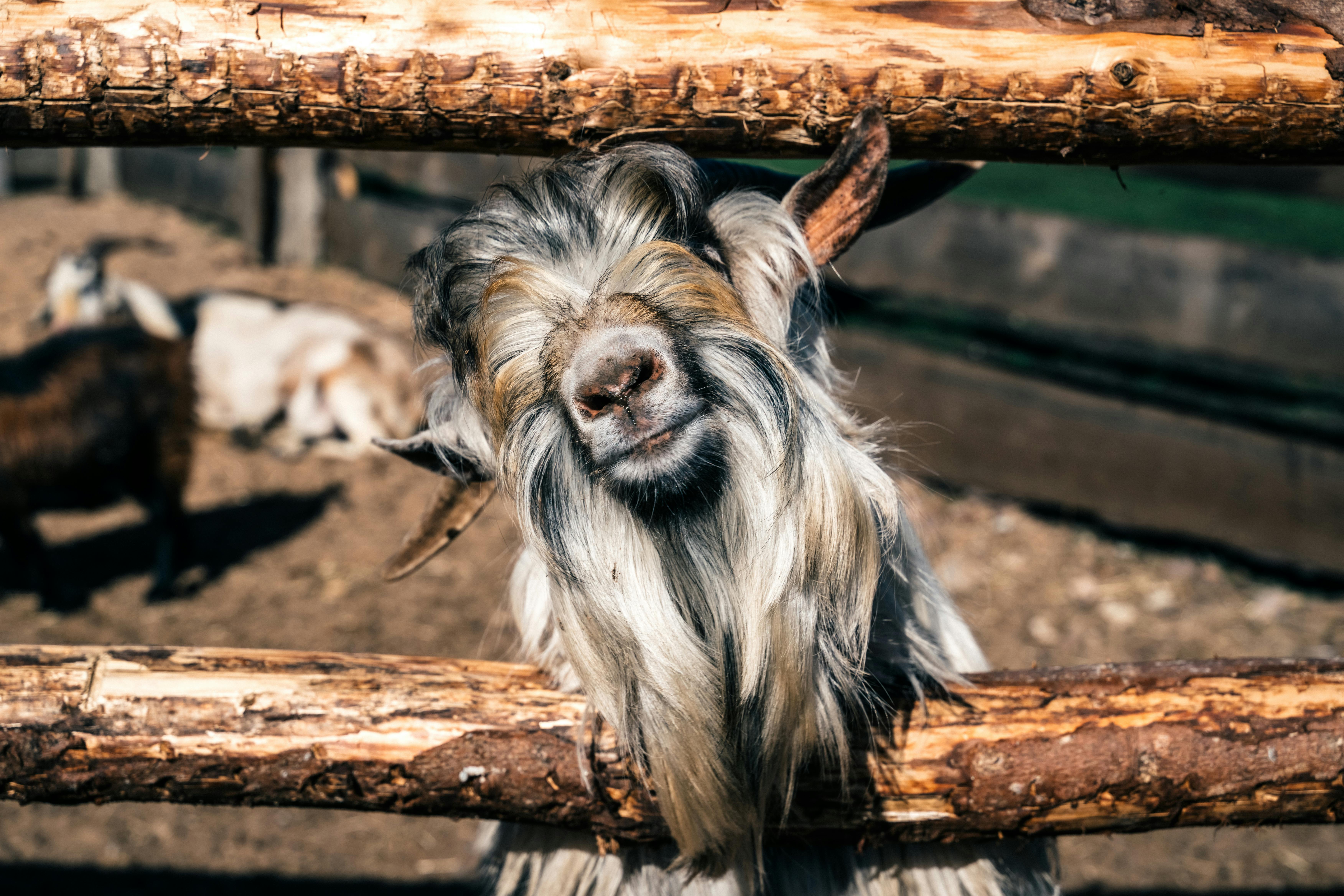 A goat is leaning over a fence with its head sticking out · Free Stock ...