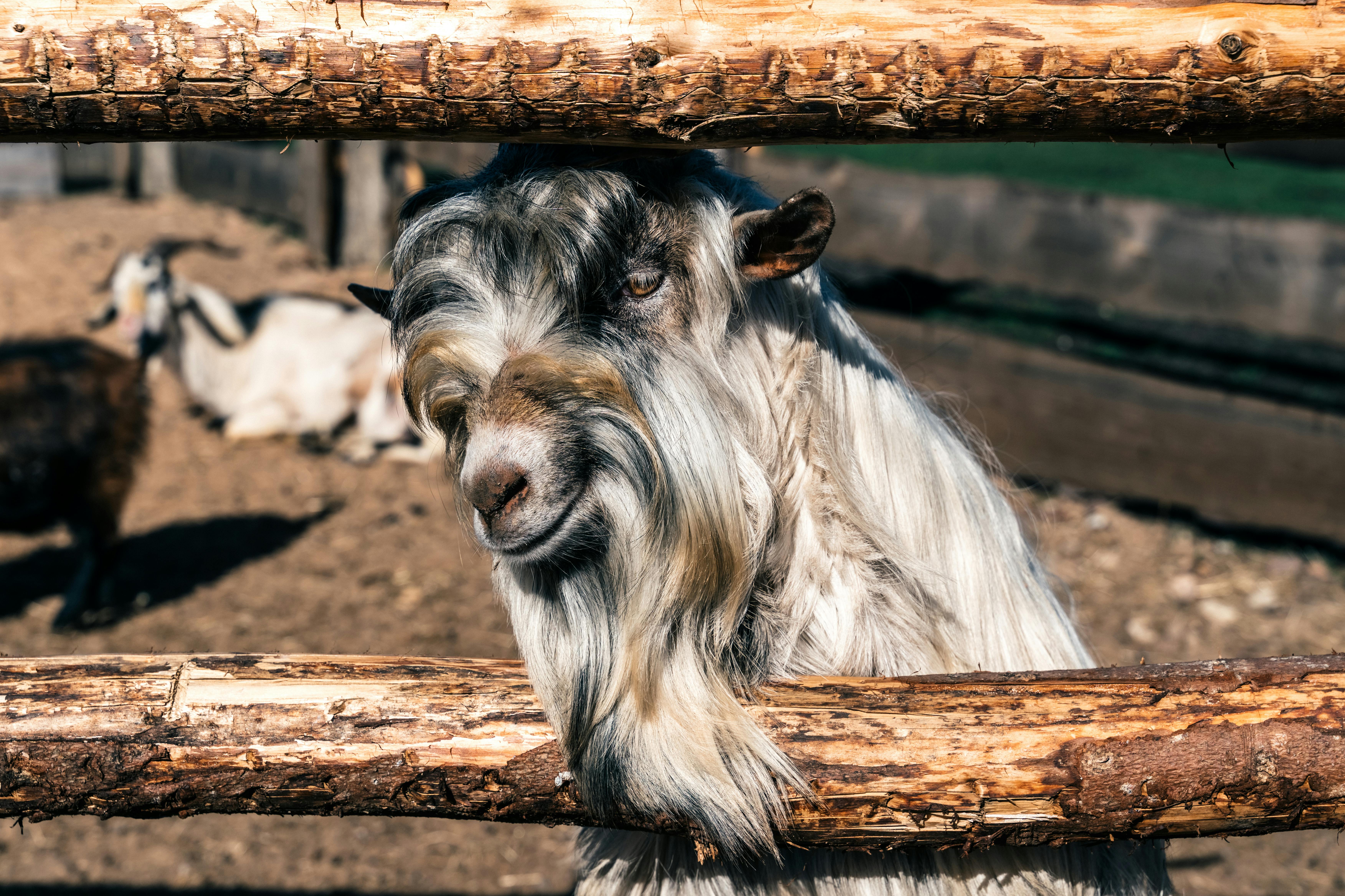 Cashmere Goat Photos, Download The BEST Free Cashmere Goat Stock Photos ...