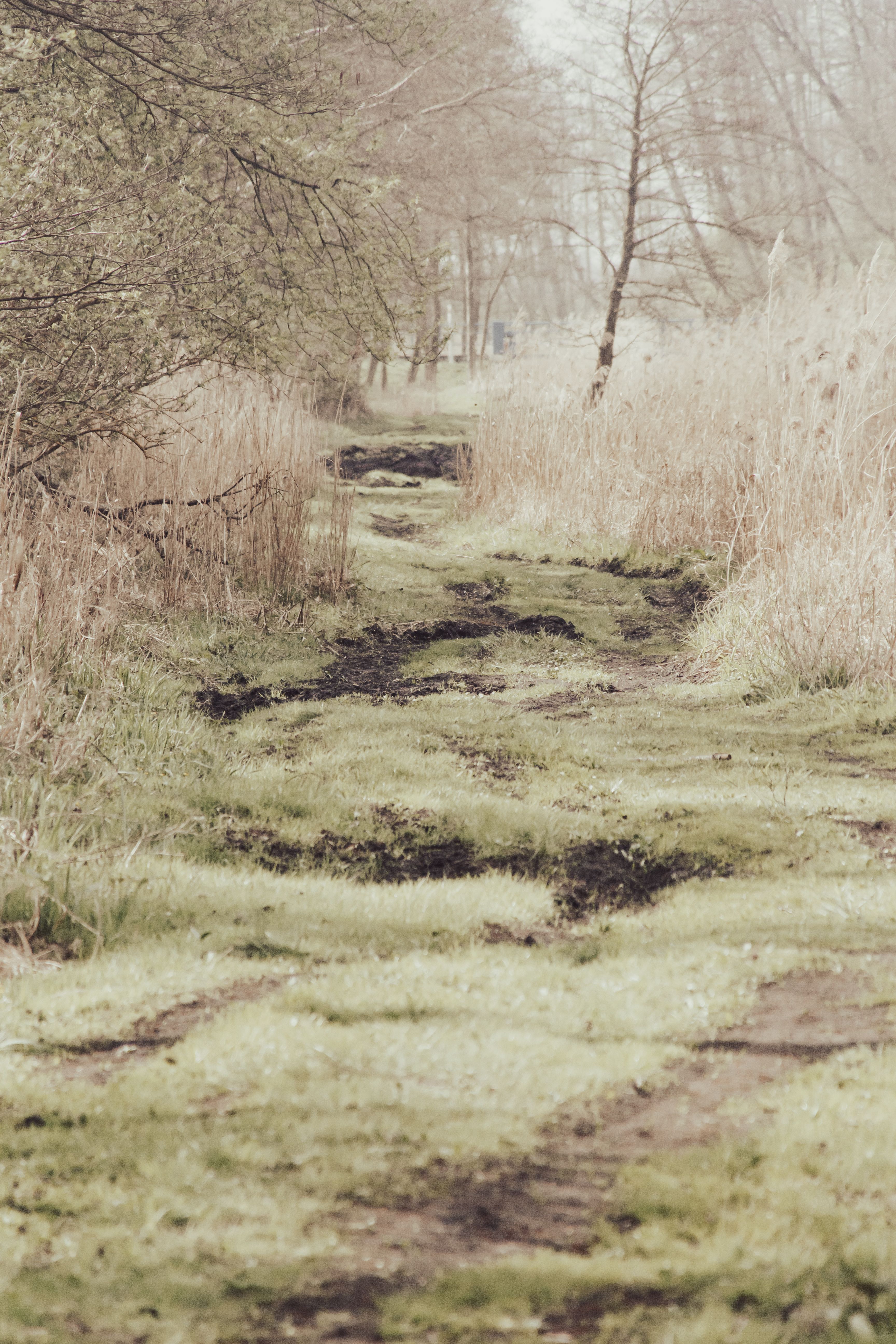 polna droga przy lesie · Free Stock Photo