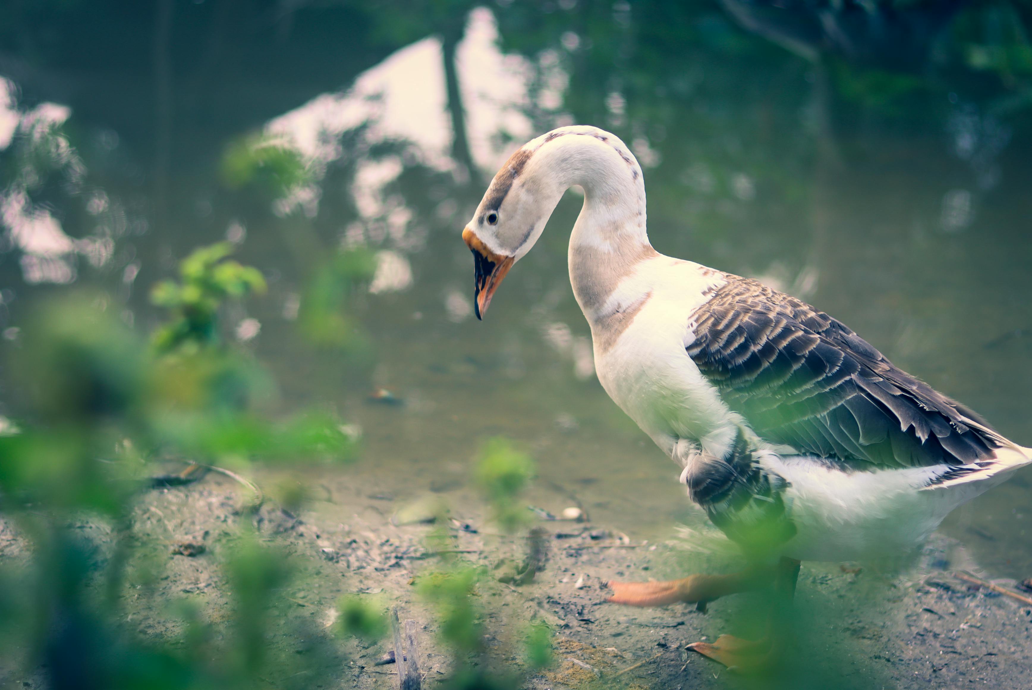 White Goose in a Forest · Free Stock Photo