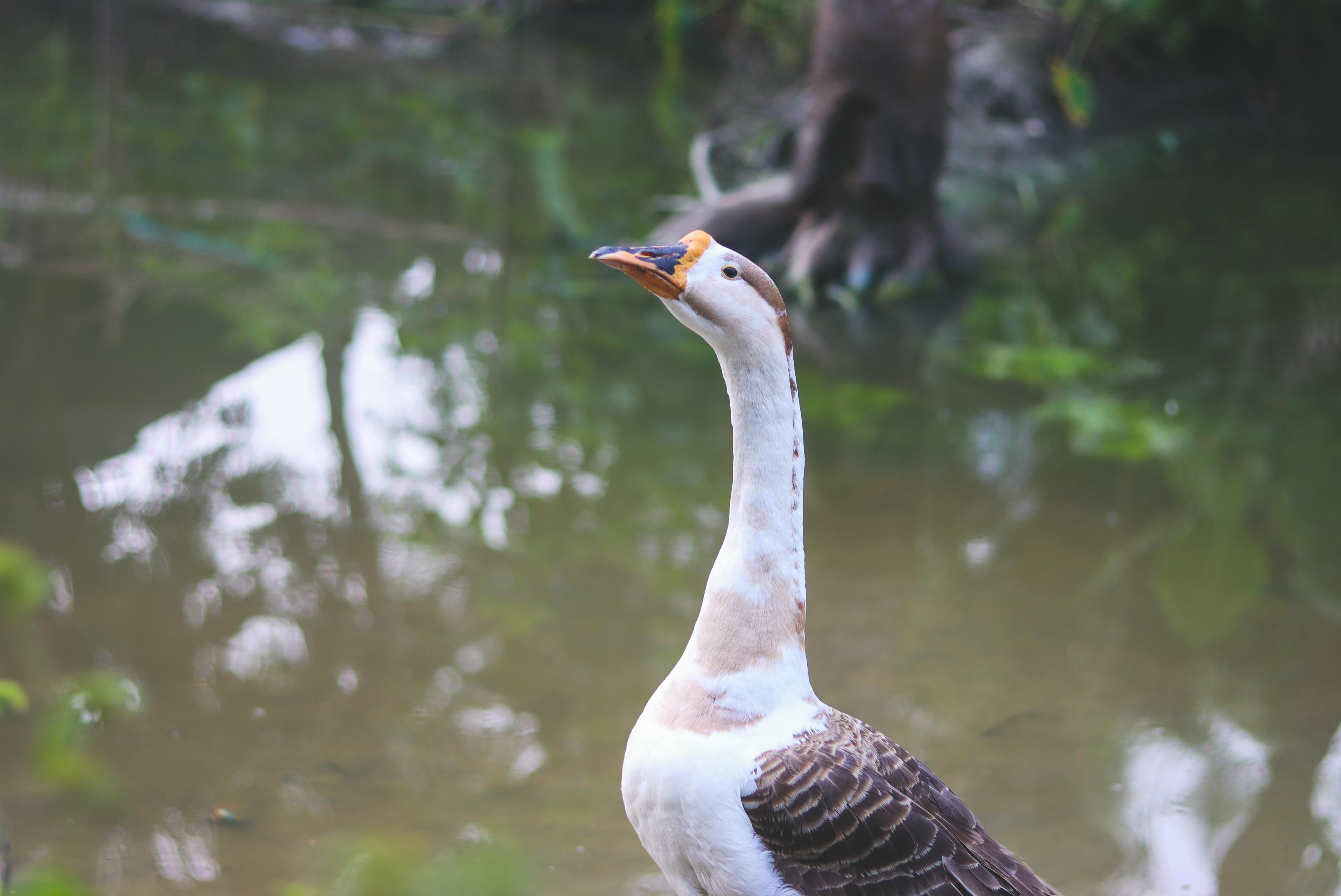 Photo of a Goose in a Park · Free Stock Photo