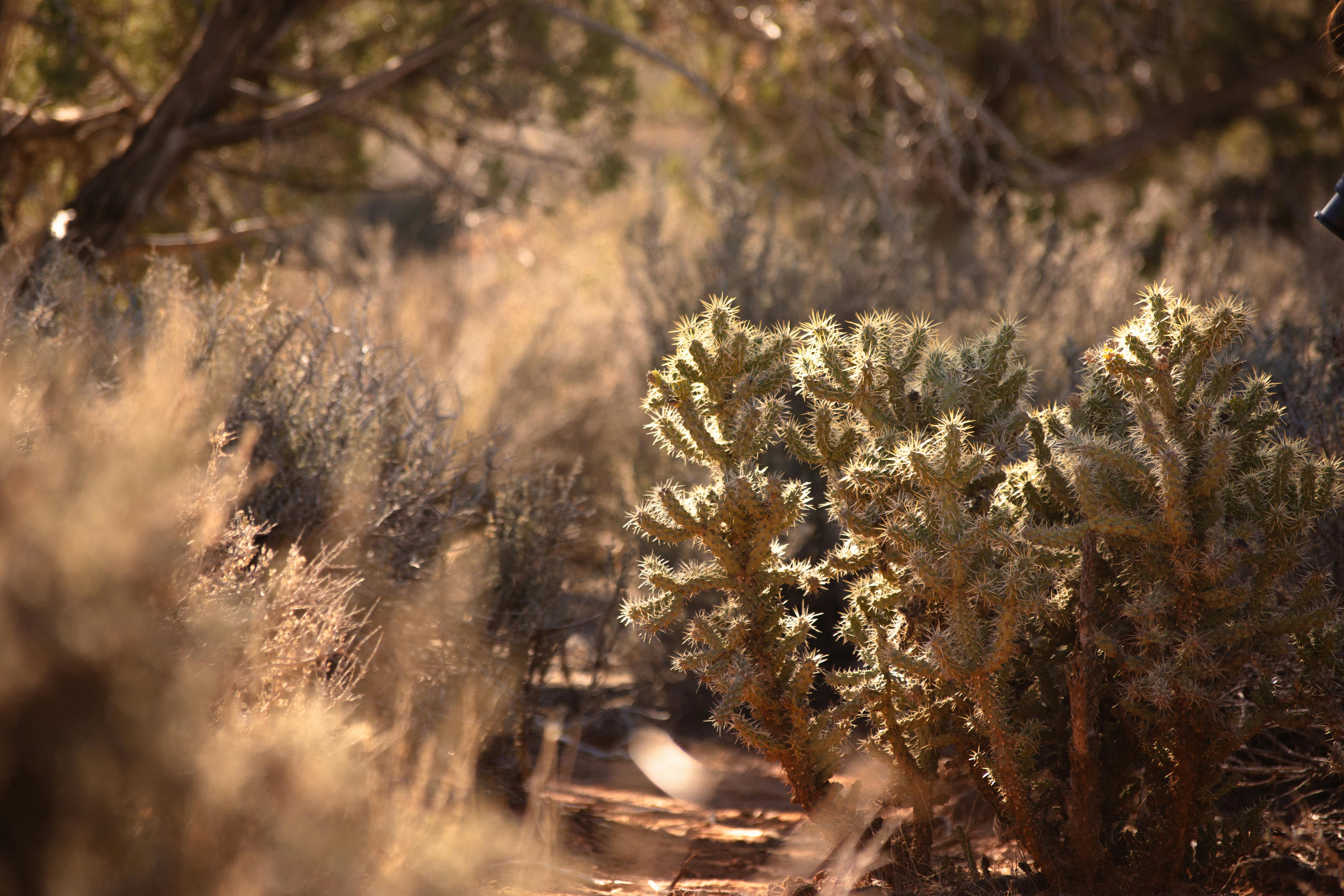Coniferous Shrubs in Sunlight · Free Stock Photo