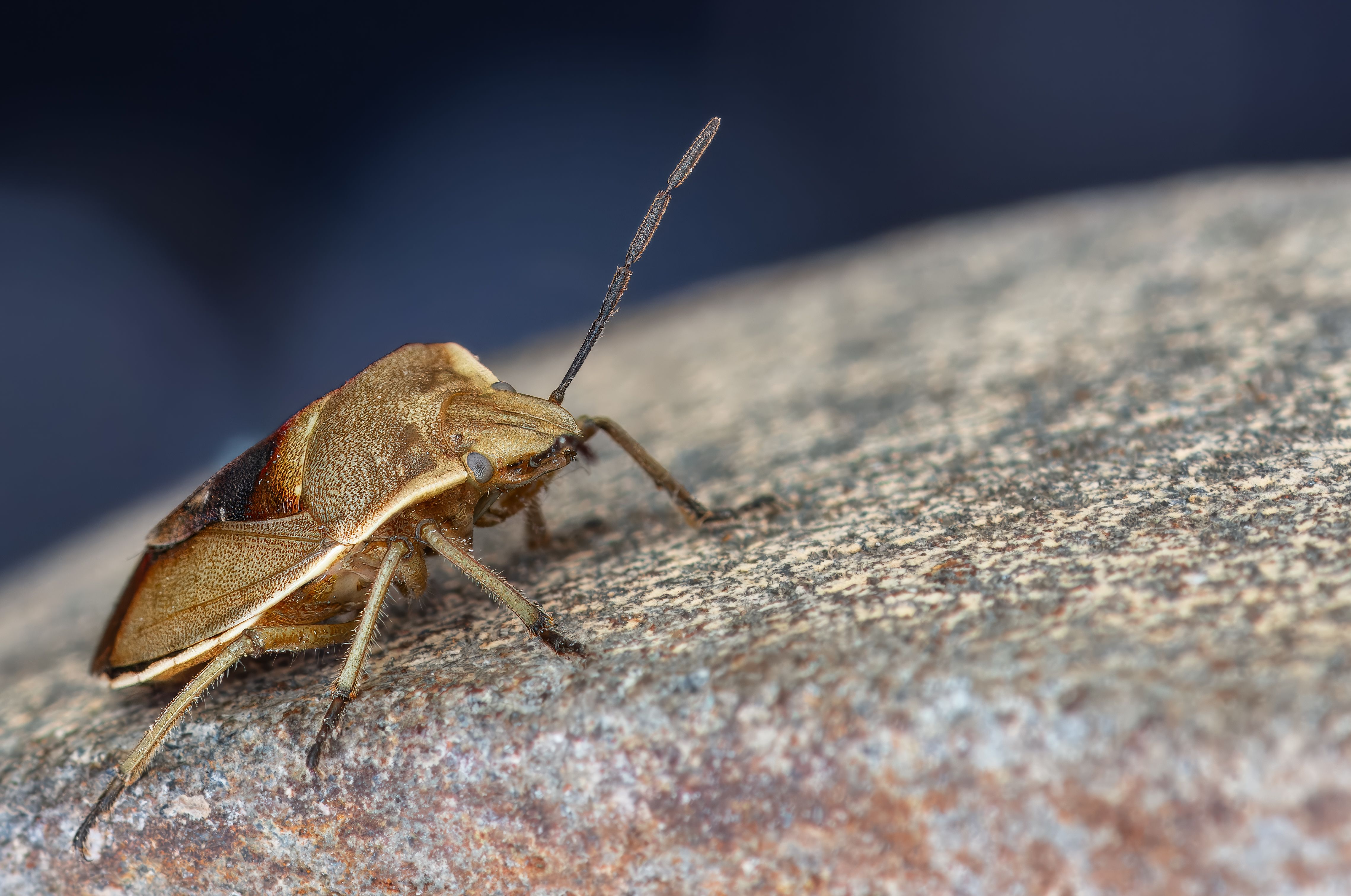 Photo gratuite de agrandissement, animal, antenne, baumwanze, beetle ...