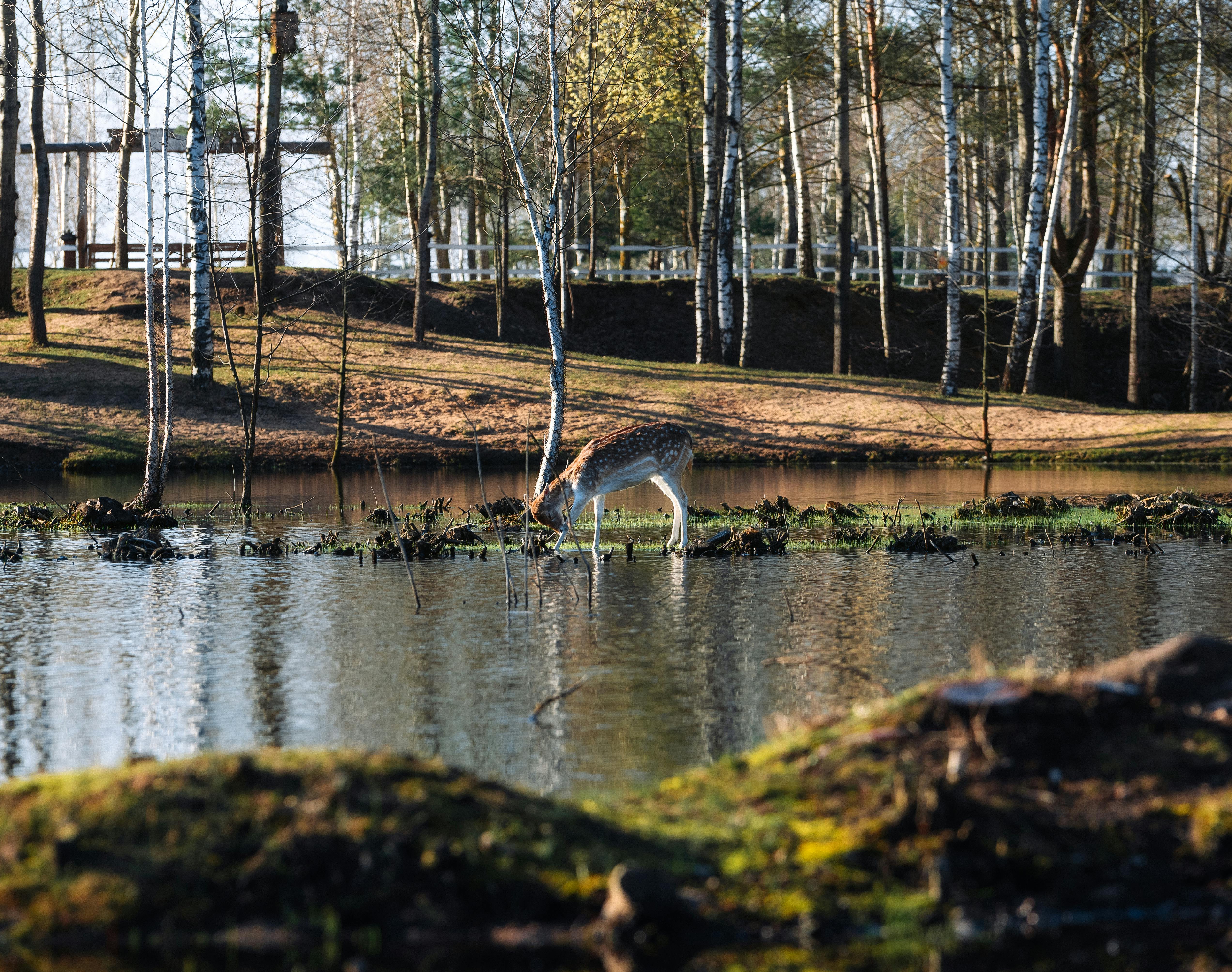 Roe Deer Drinking Water in a Forest · Free Stock Photo