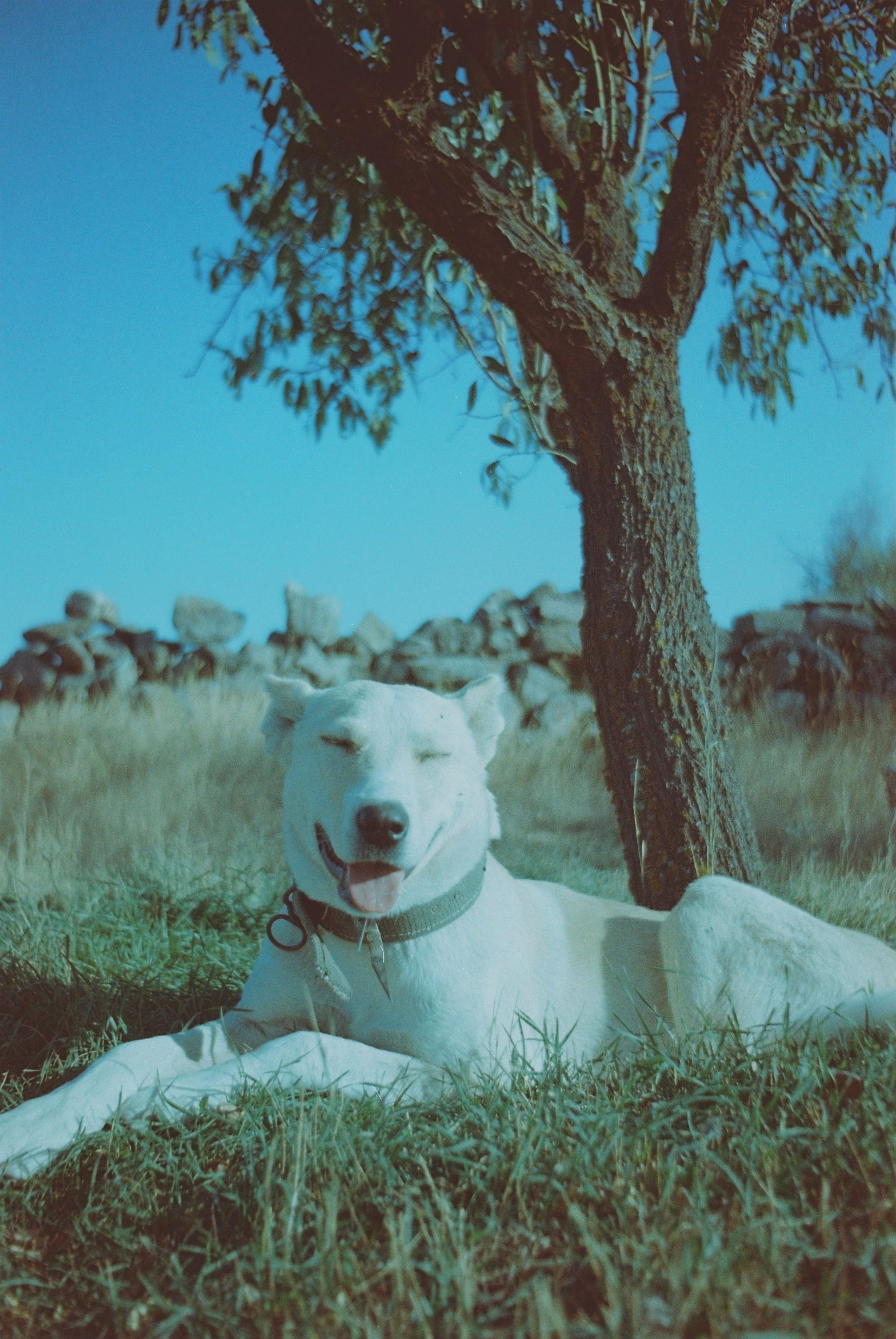 Happy White Dog Lying under Tree · Free Stock Photo