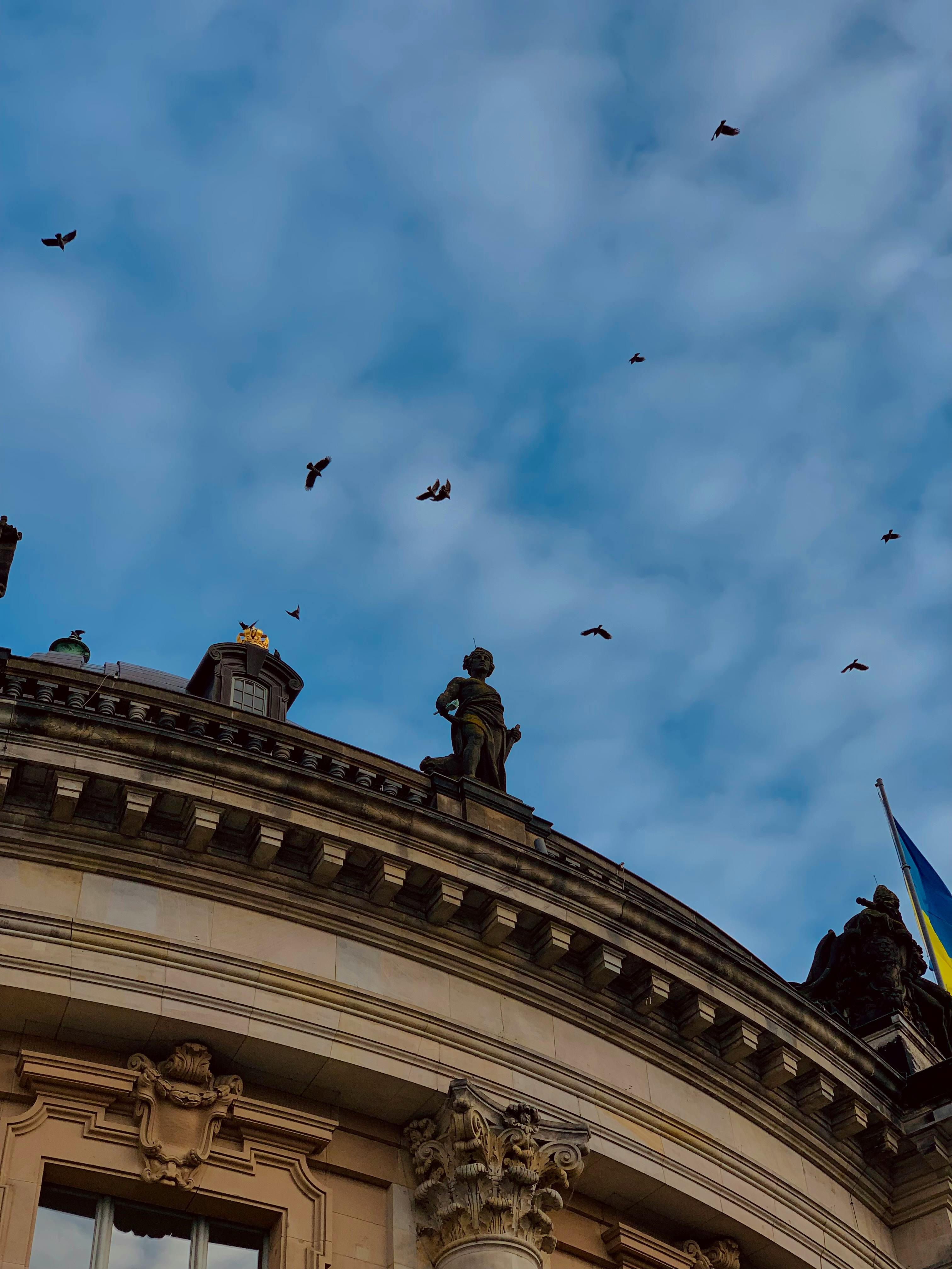 Birds Flying above a Building · Free Stock Photo