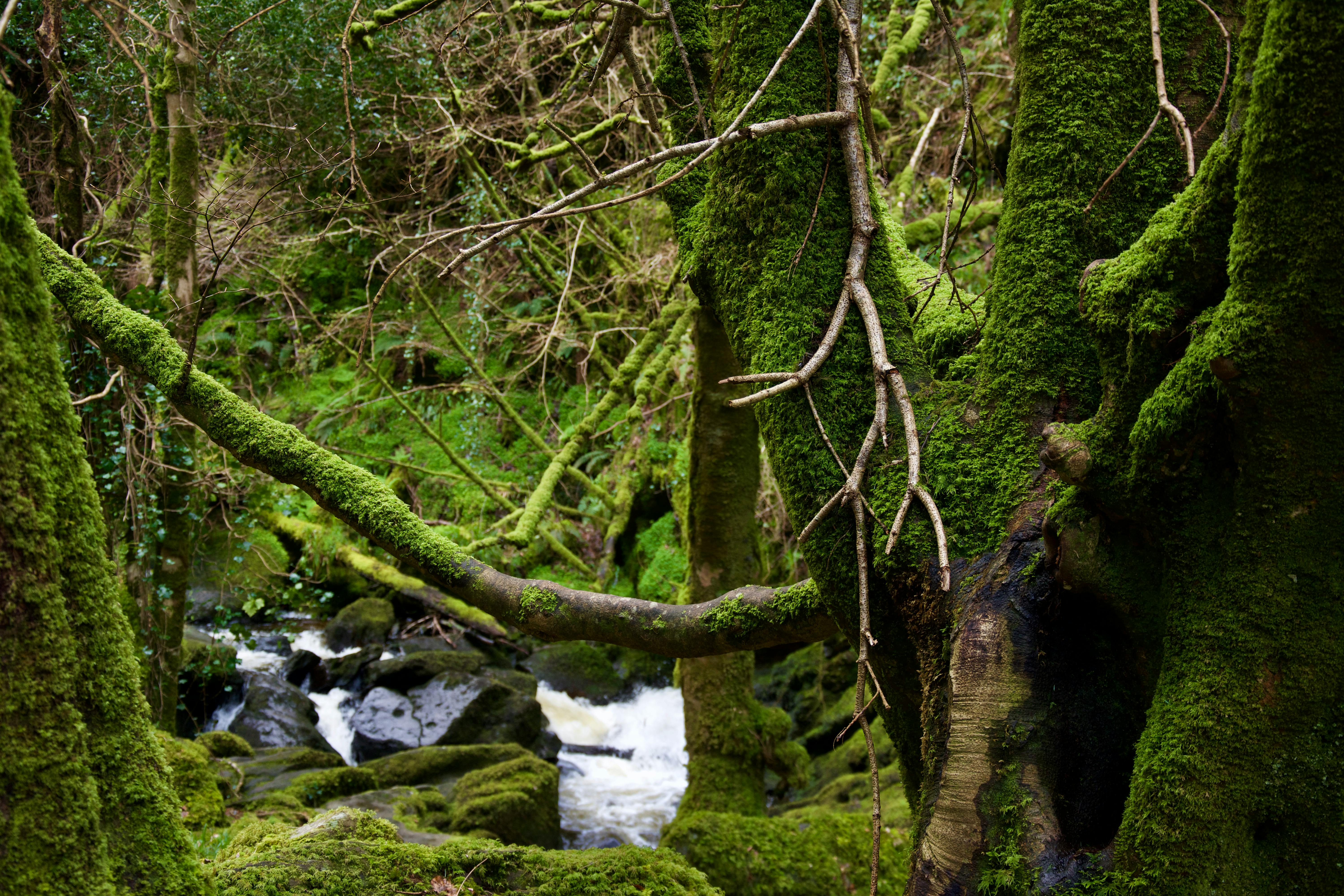Moss Covered Tree Trunks and Branches near Stream · Free Stock Photo