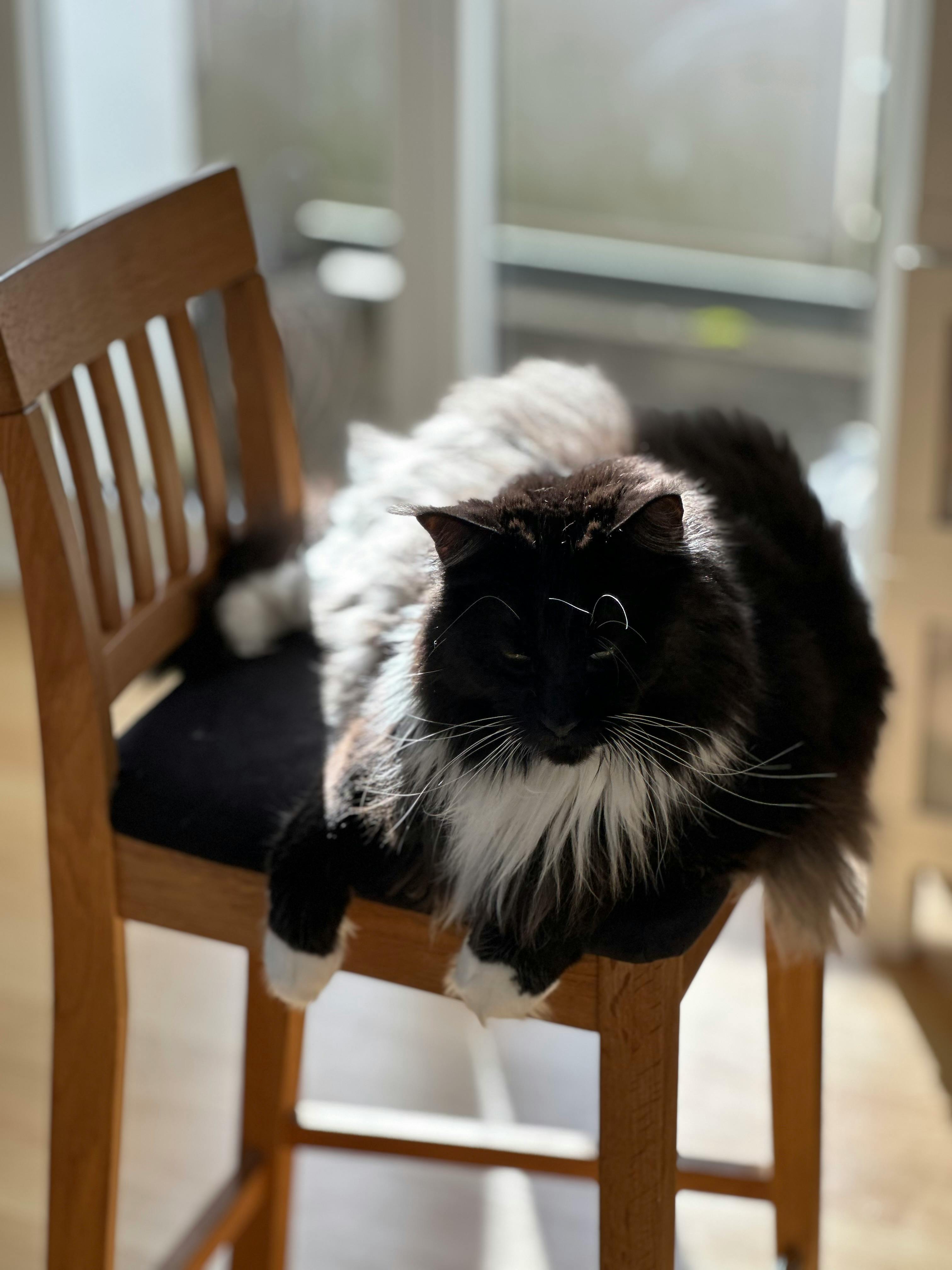 Fluffy Cat Sitting on Chair · Free Stock Photo