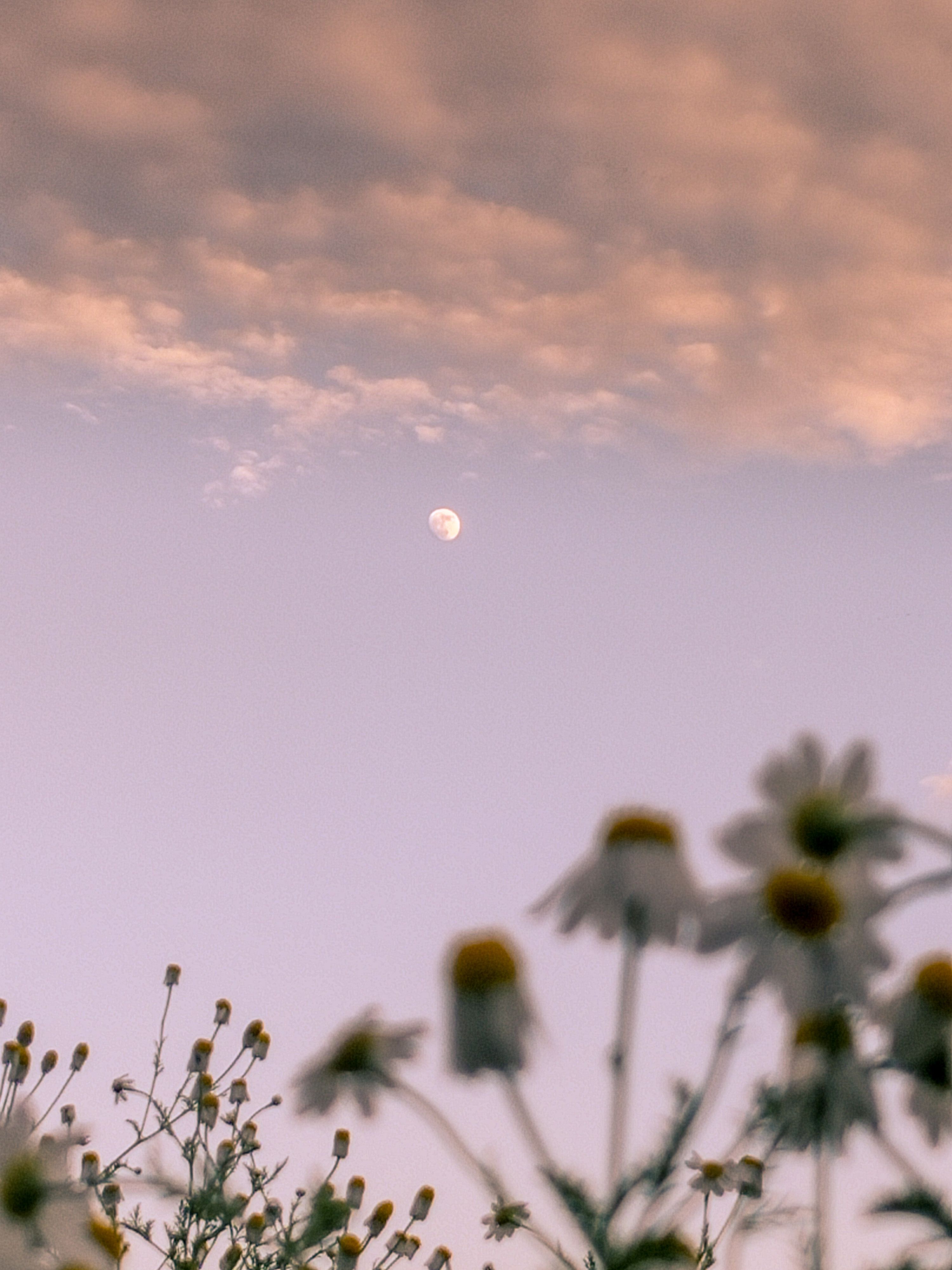 Moon on Evening Sky under Field of Daisies · Free Stock Photo